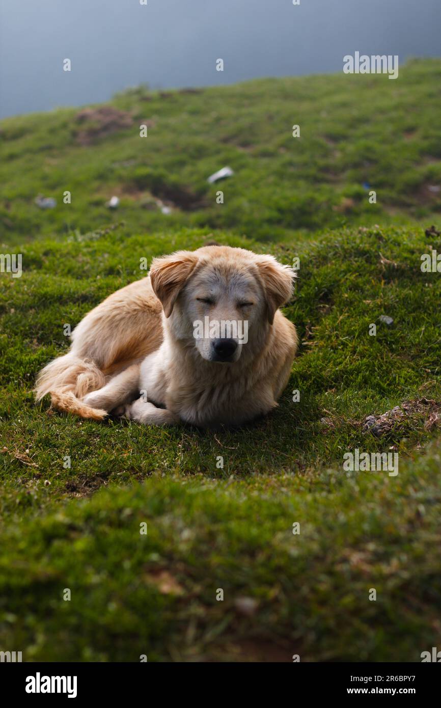 Good range hi-res stock photography and images - Alamy