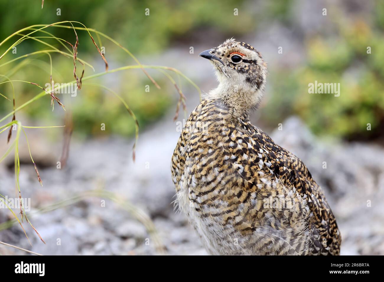 Rock ptarmigan (Lagopus muta japonica) in Japan Stock Photo - Alamy