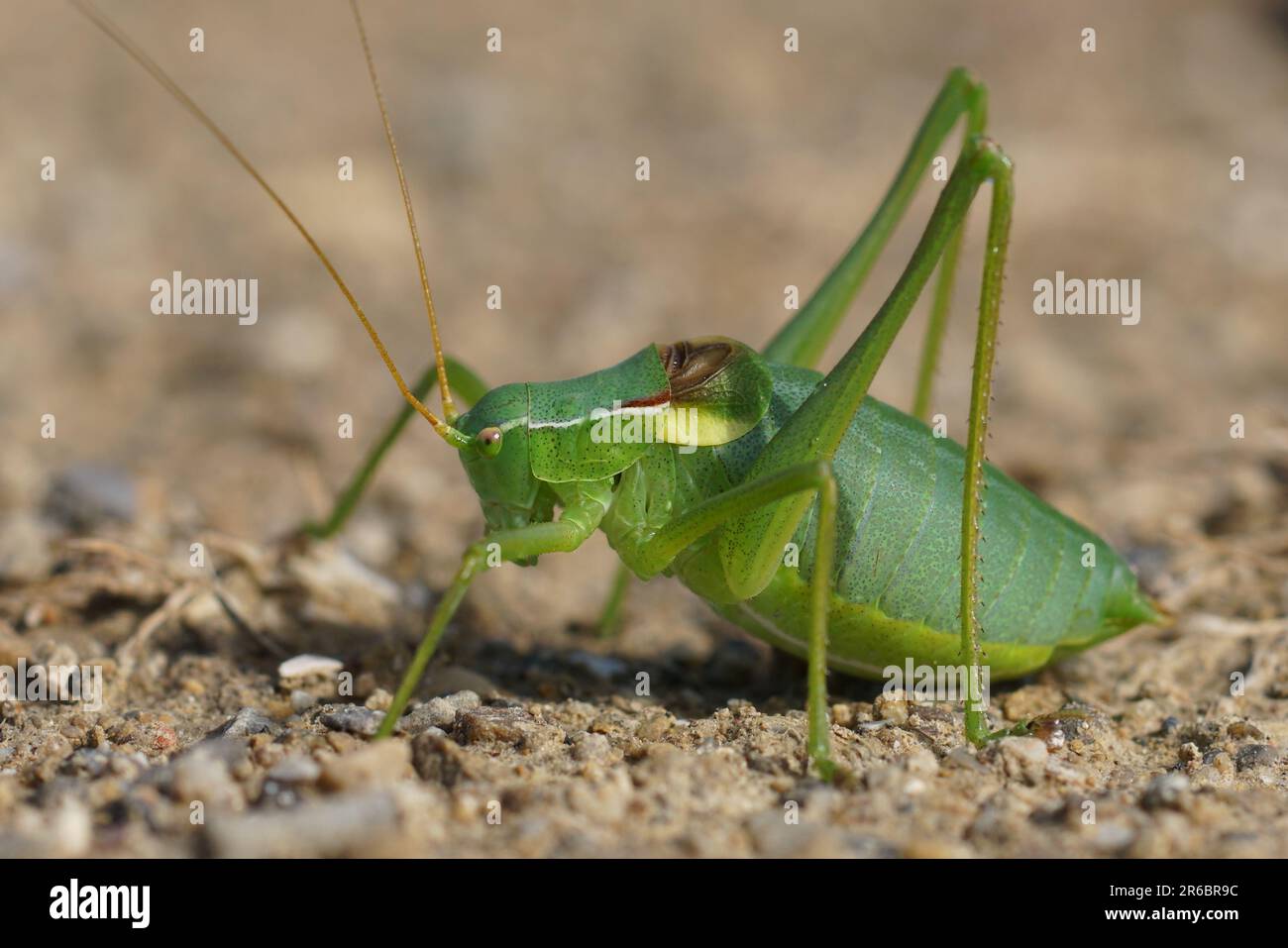 Natural closeup on the Pyrenean Plump Bush-Cricket , Isophya pyrenaea ...