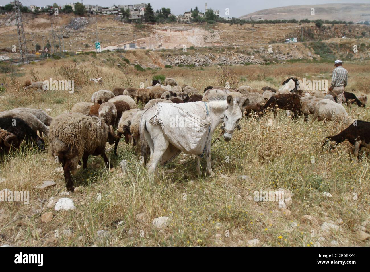 Northen Valley, Palestine. 08th June, 2023. A Palestinian shepherd ...