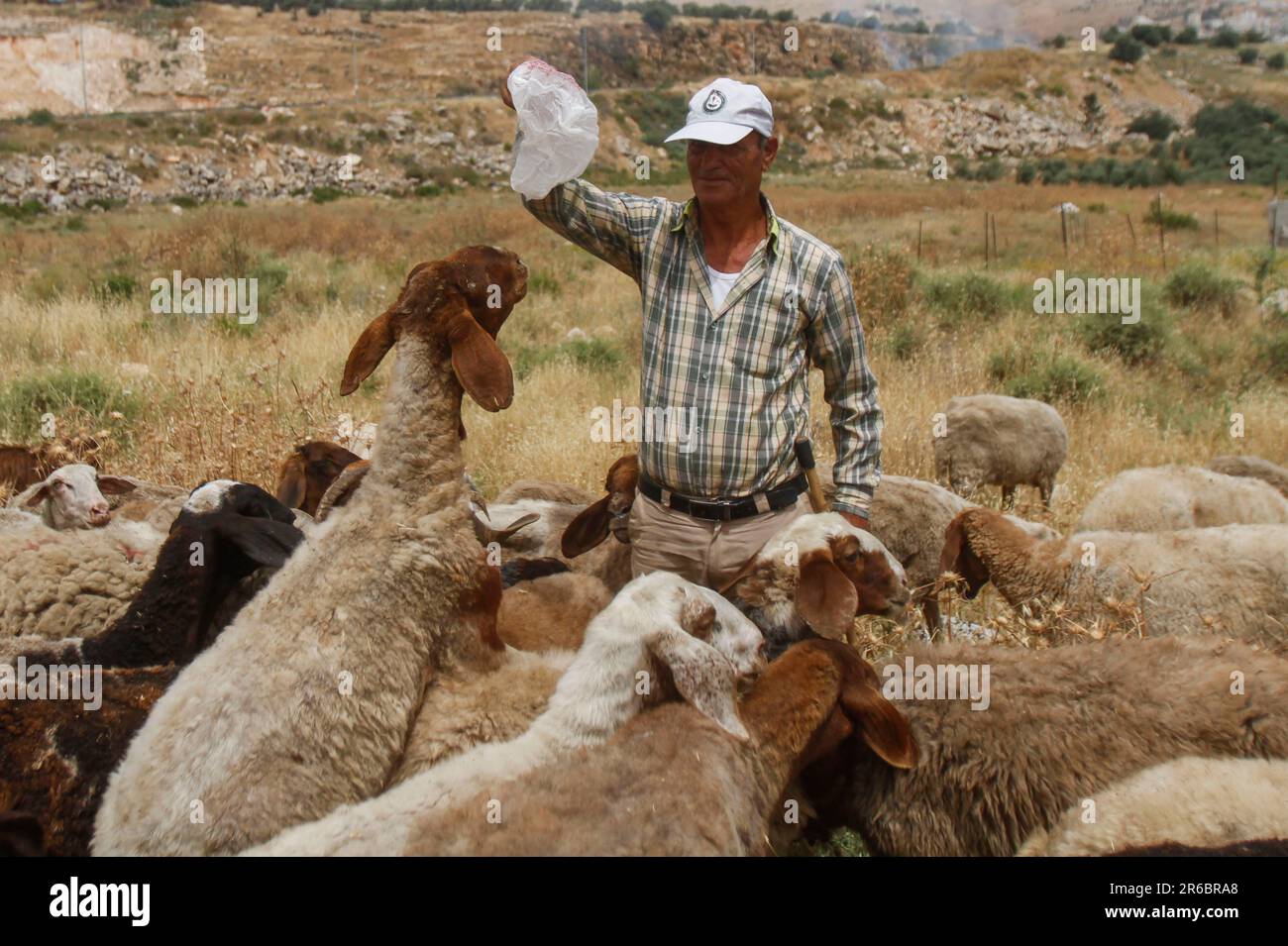 Northen Valley, Palestine. 08th June, 2023. A Palestinian shepherd ...