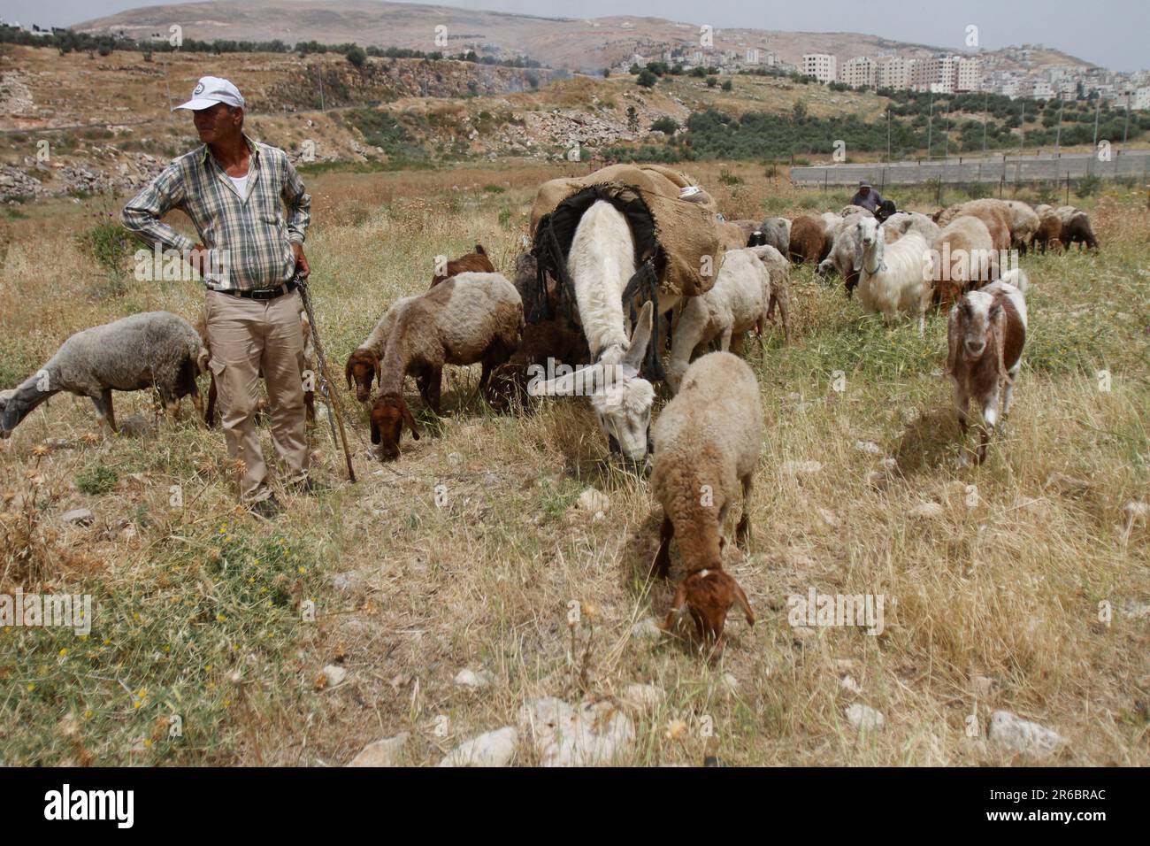 Northen Valley, Palestine. 08th June, 2023. A Palestinian shepherd ...