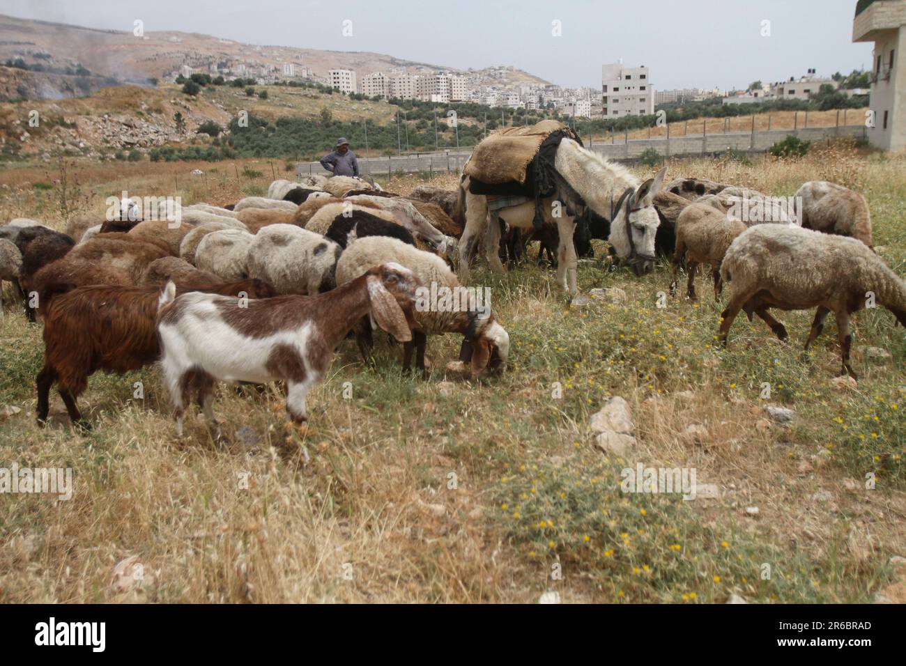 Northen Valley, Palestine. 08th June, 2023. A Palestinian shepherd ...