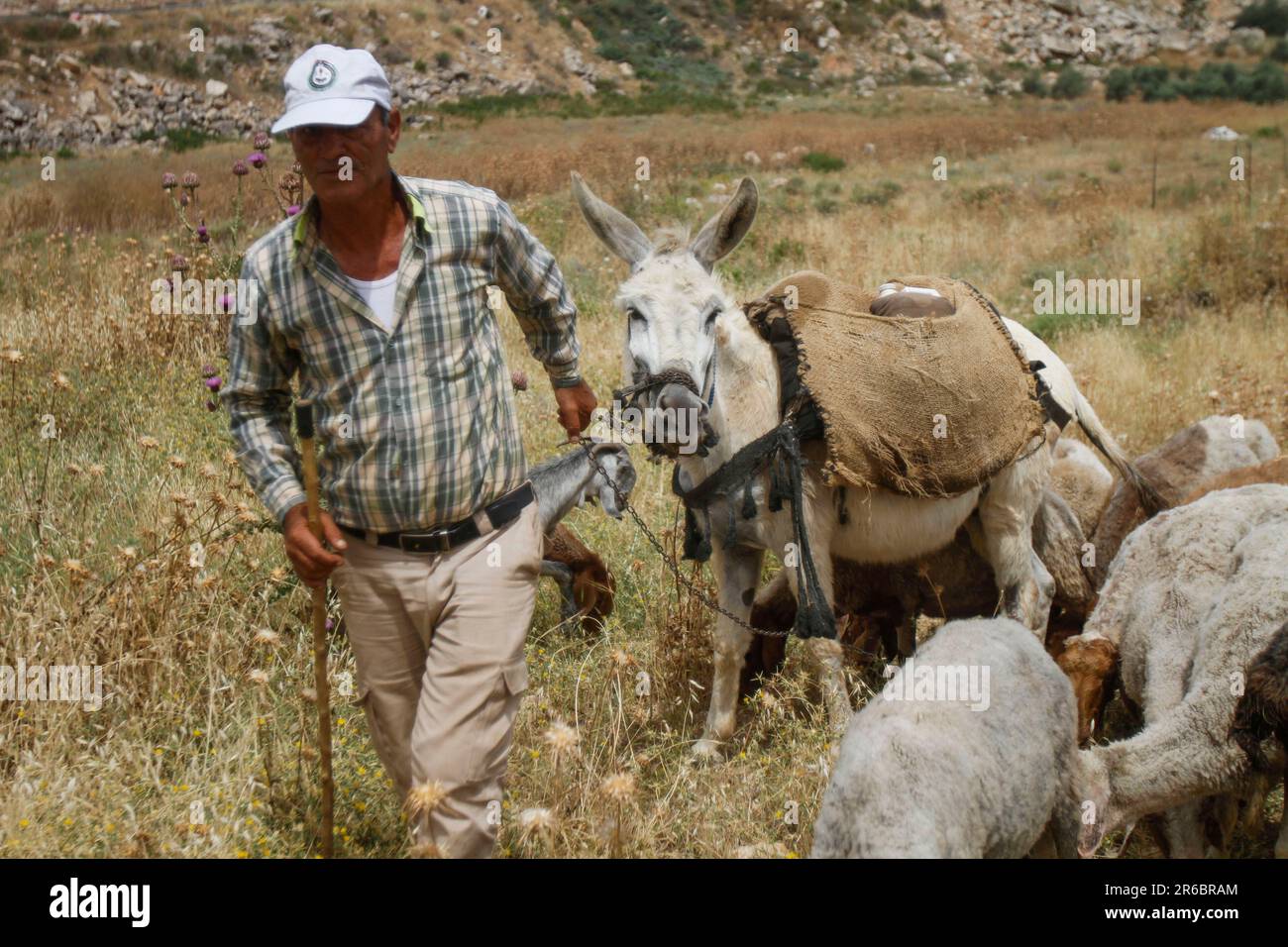 Northen Valley, Palestine. 08th June, 2023. A Palestinian shepherd ...