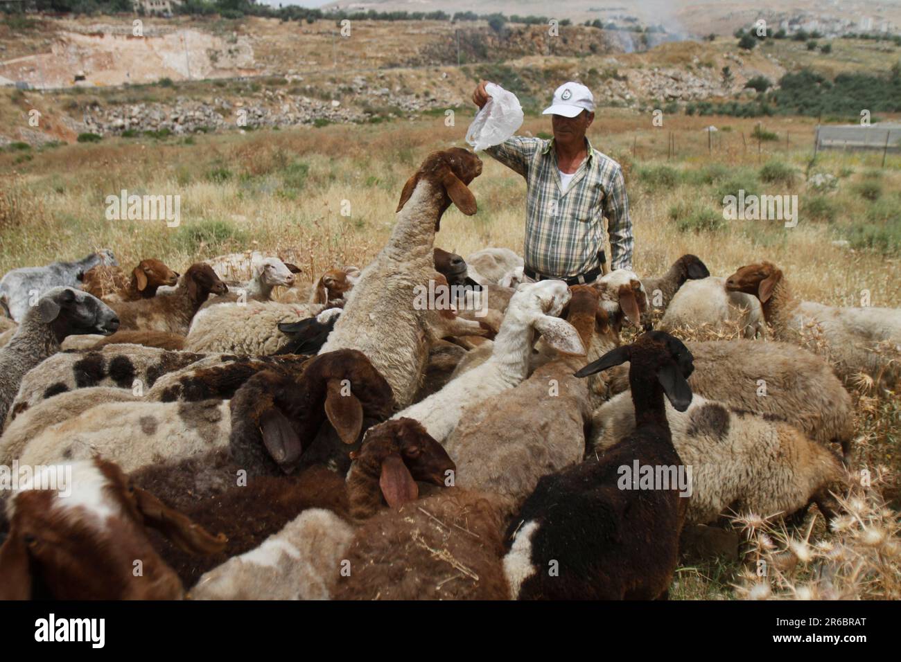 Northen Valley, Palestine. 08th June, 2023. A Palestinian shepherd ...