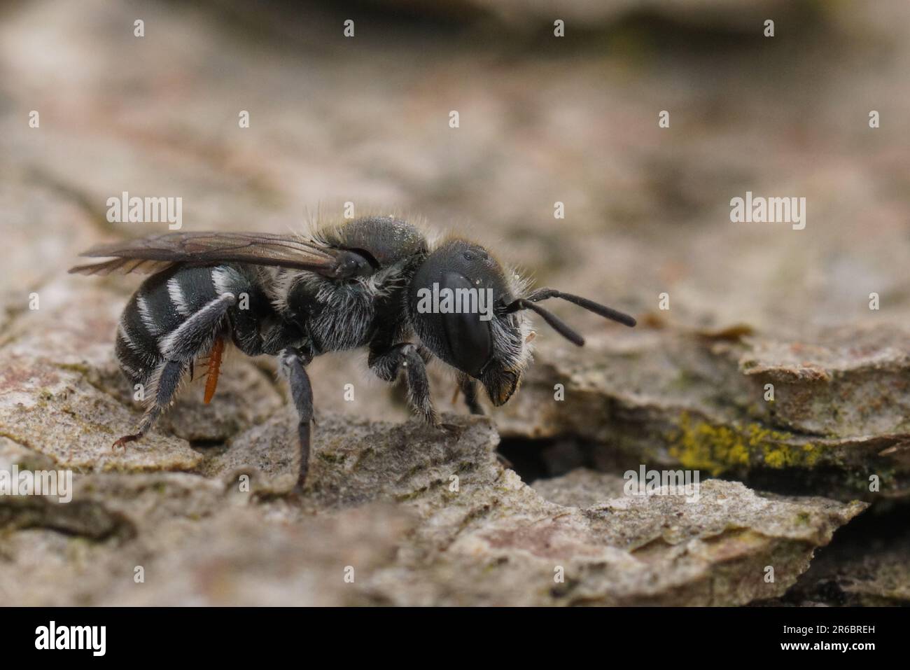 Natural closeup on a female blue mason bee, Osmia caerulescens with ...