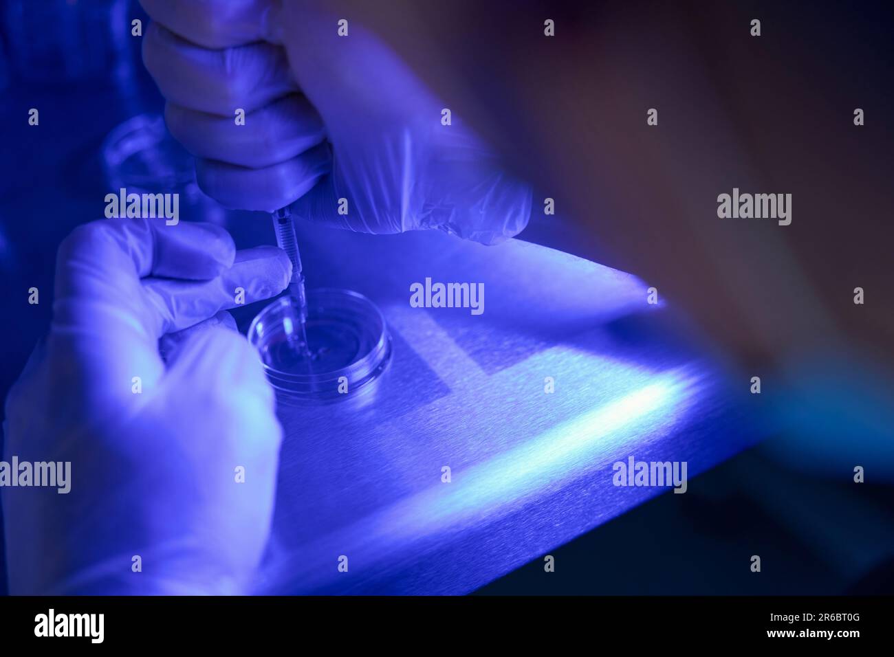 Laboratory worker pipetting fluid sample on petri dish Stock Photo - Alamy