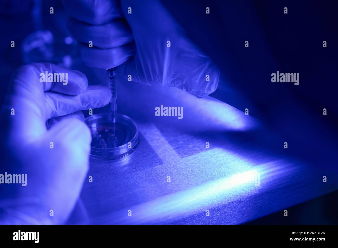 Genetic laboratory worker adding samples of cells to object plate Stock ...