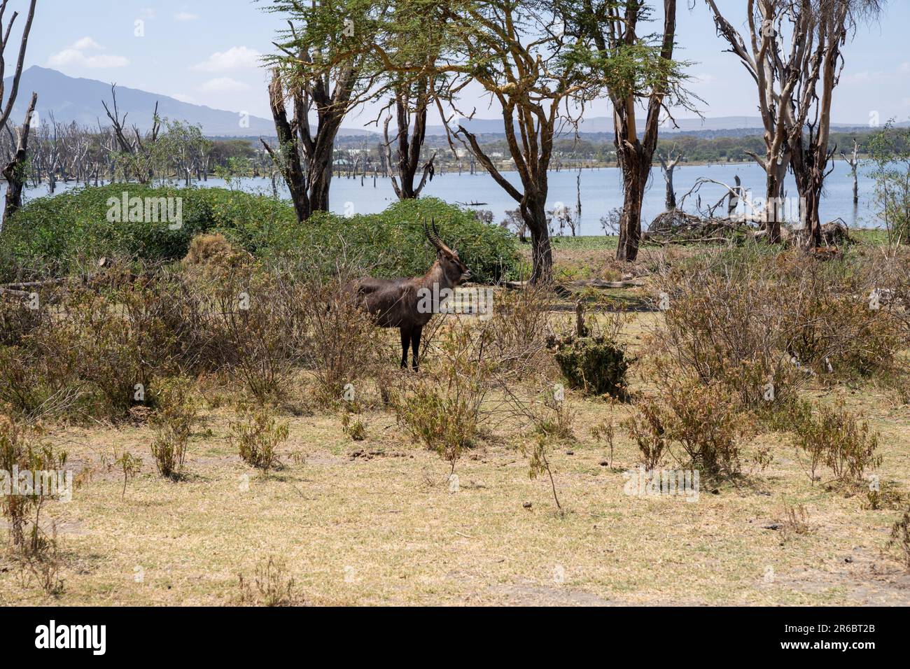 Scenery on Crescent Island on Lake Naivasha Kenya, East Africa, as a ...