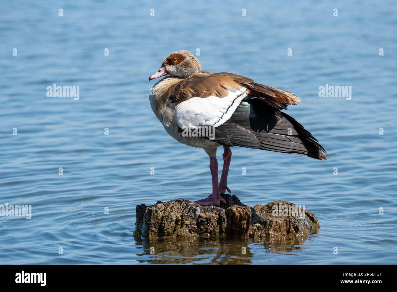 Egyptian Goose bird, a species of geese, sits perched on a dead tree ...
