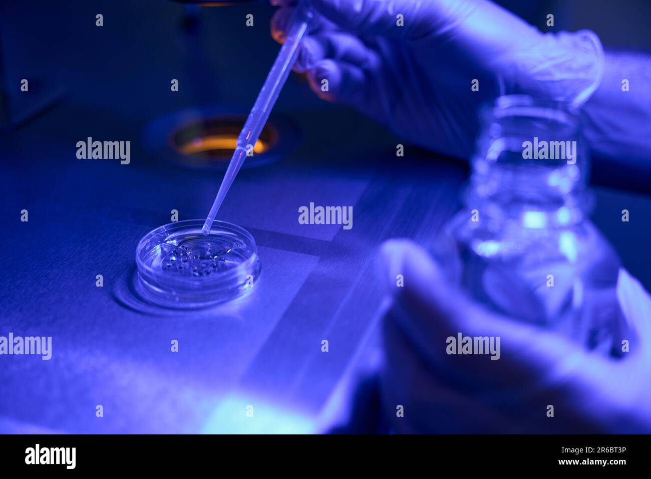 Genetic laboratory worker combining egg with sperm invitro Stock Photo ...