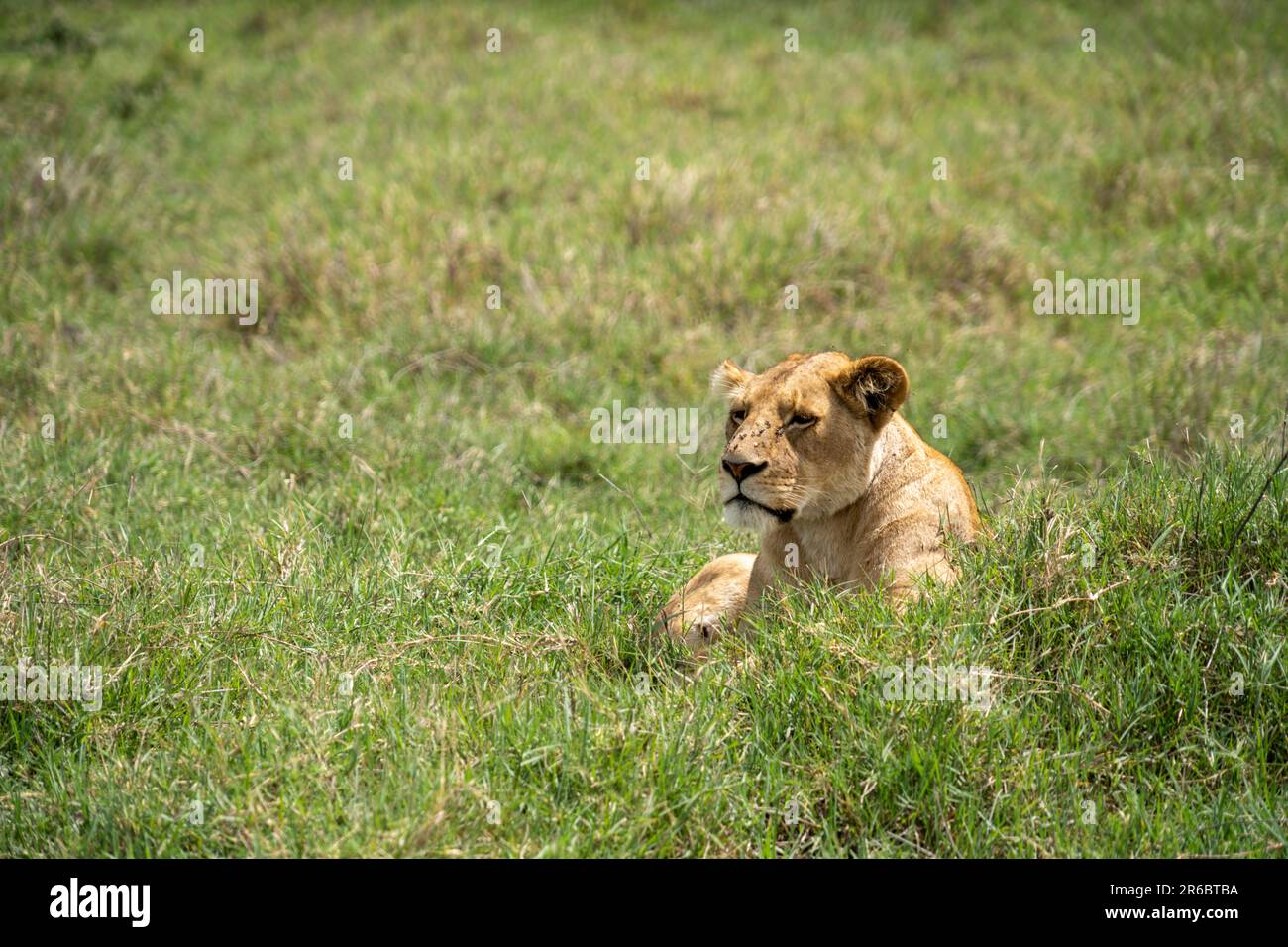 Adorable lion (lioness) sits in the grass, as flies crawl on her in ...