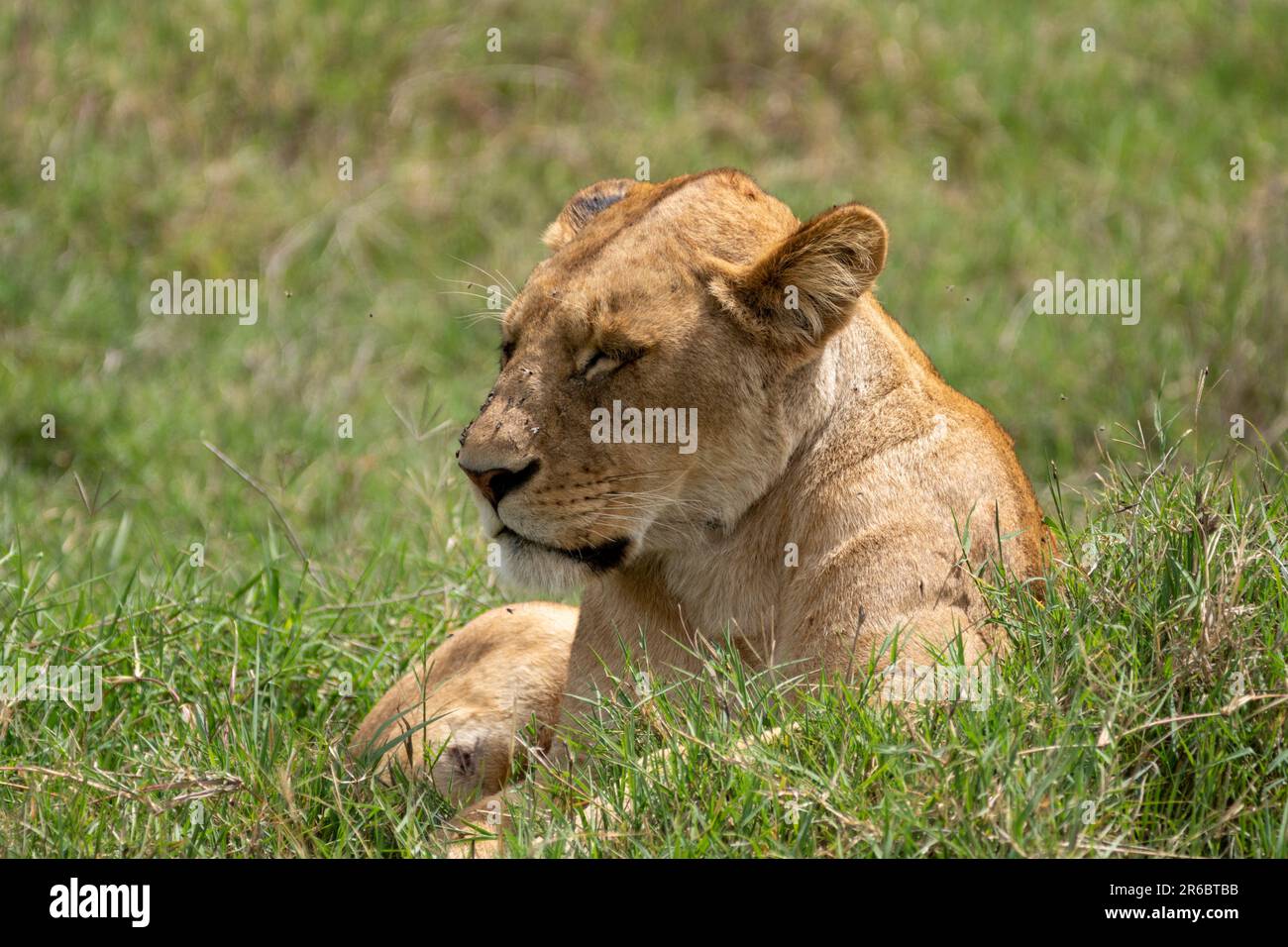 Adorable lion (lioness) sits in the grass, napping with her eyes closed, as flies crawl on her ...