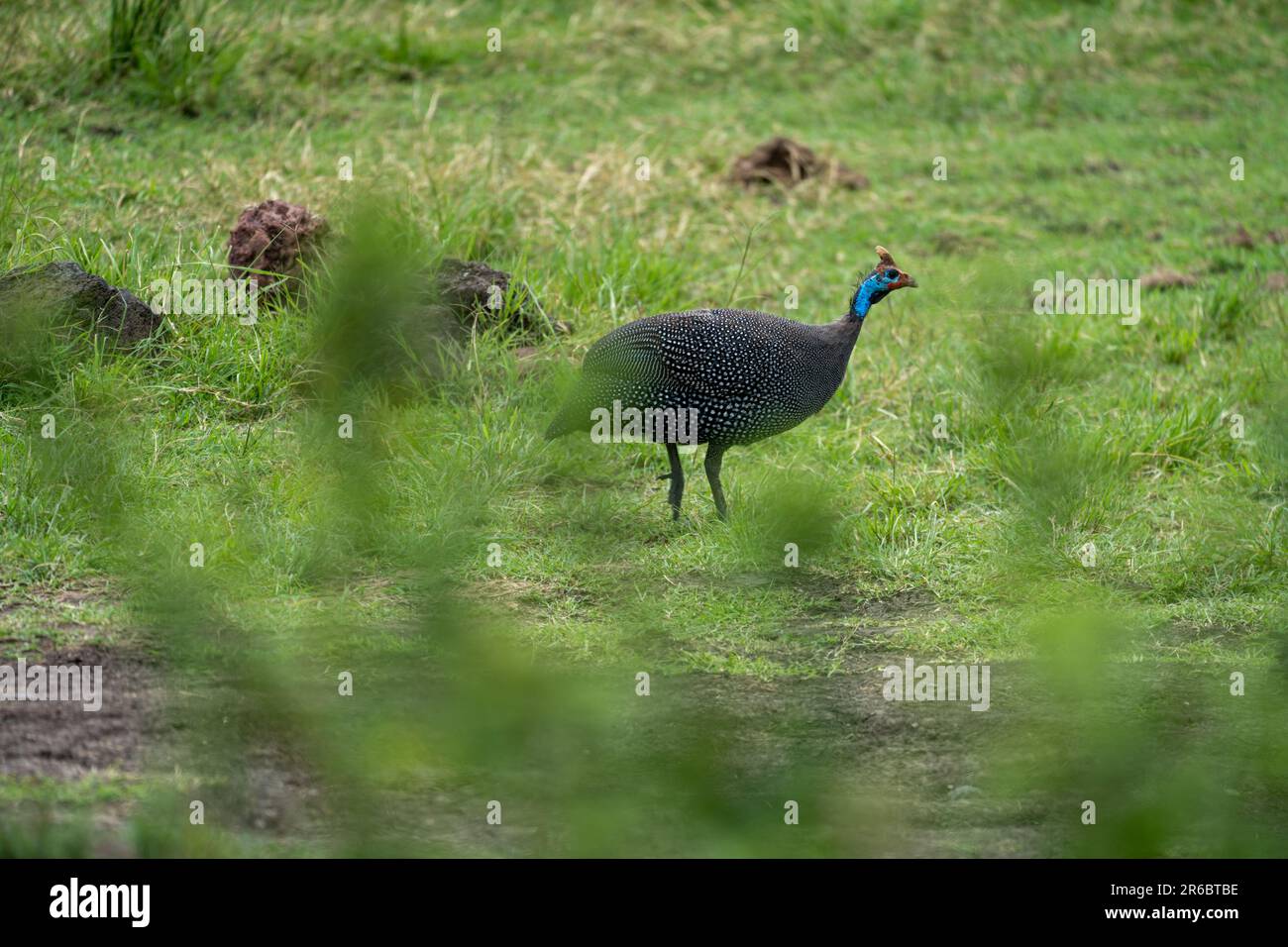 Crowned guineafowl hi-res stock photography and images - Alamy