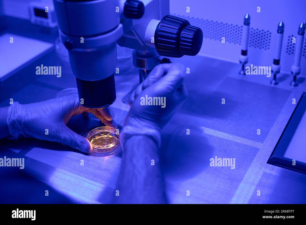 Laboratory technician studying embryos growth under microscope Stock ...