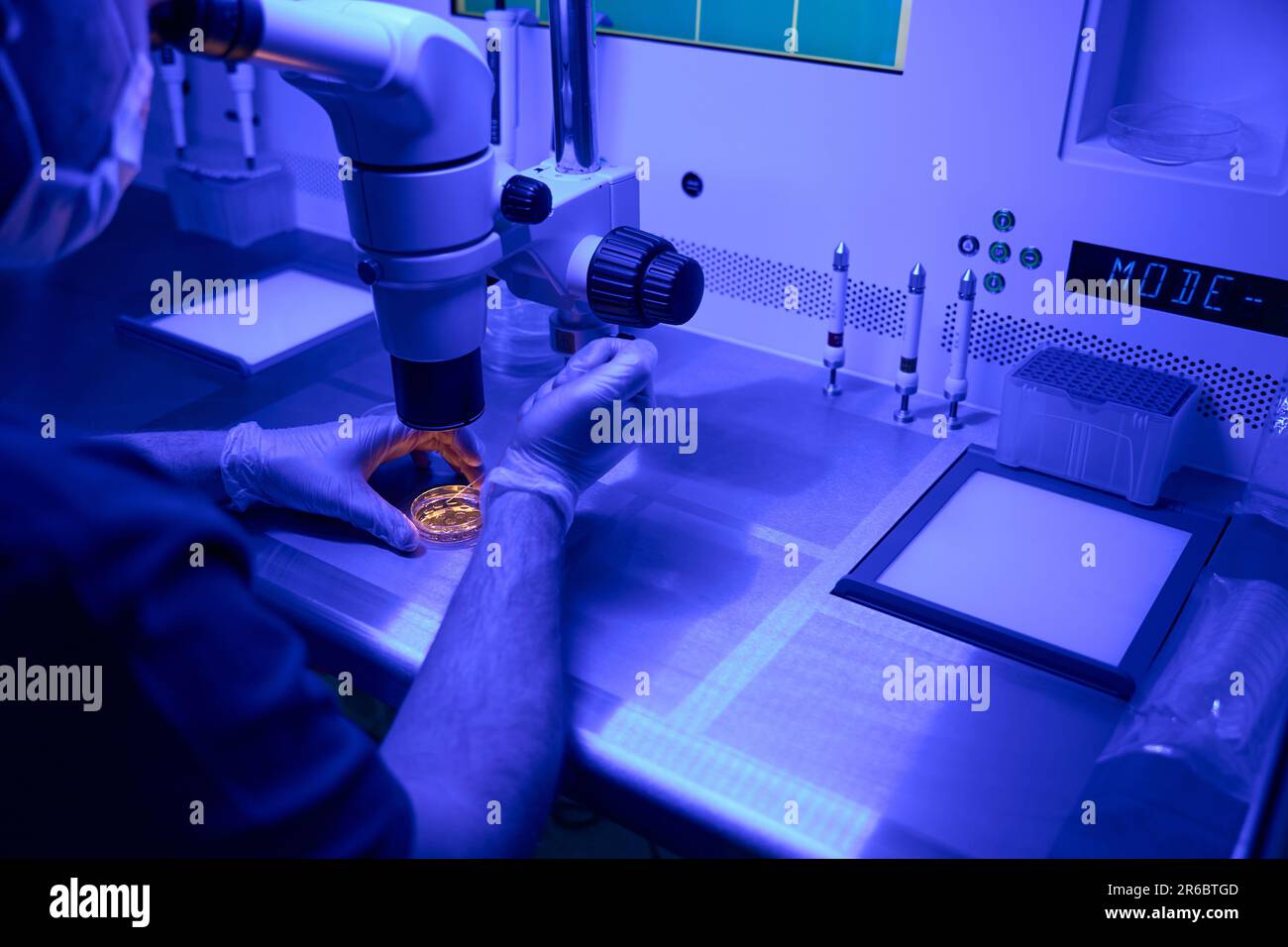 Embryologist conducting preimplantation genetic diagnostics of embryos ...