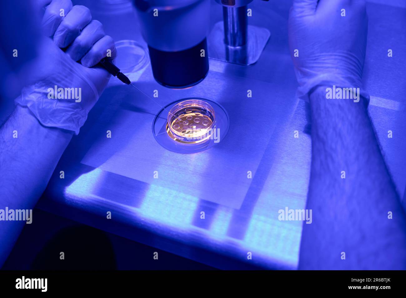 Man embryologist removing one cell from a developing embryo Stock Photo ...