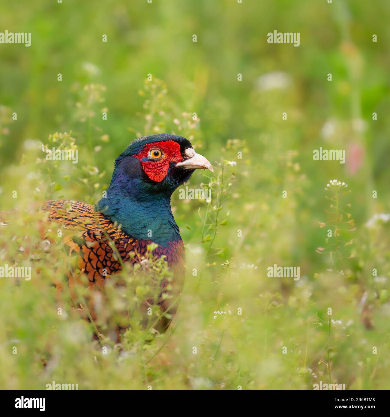Side view of the head of a pheasant emerging from green undergrowth ...