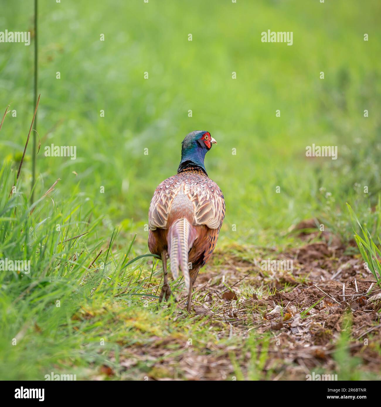 Rear view of a pheasant walking down a grassy path Stock Photo - Alamy