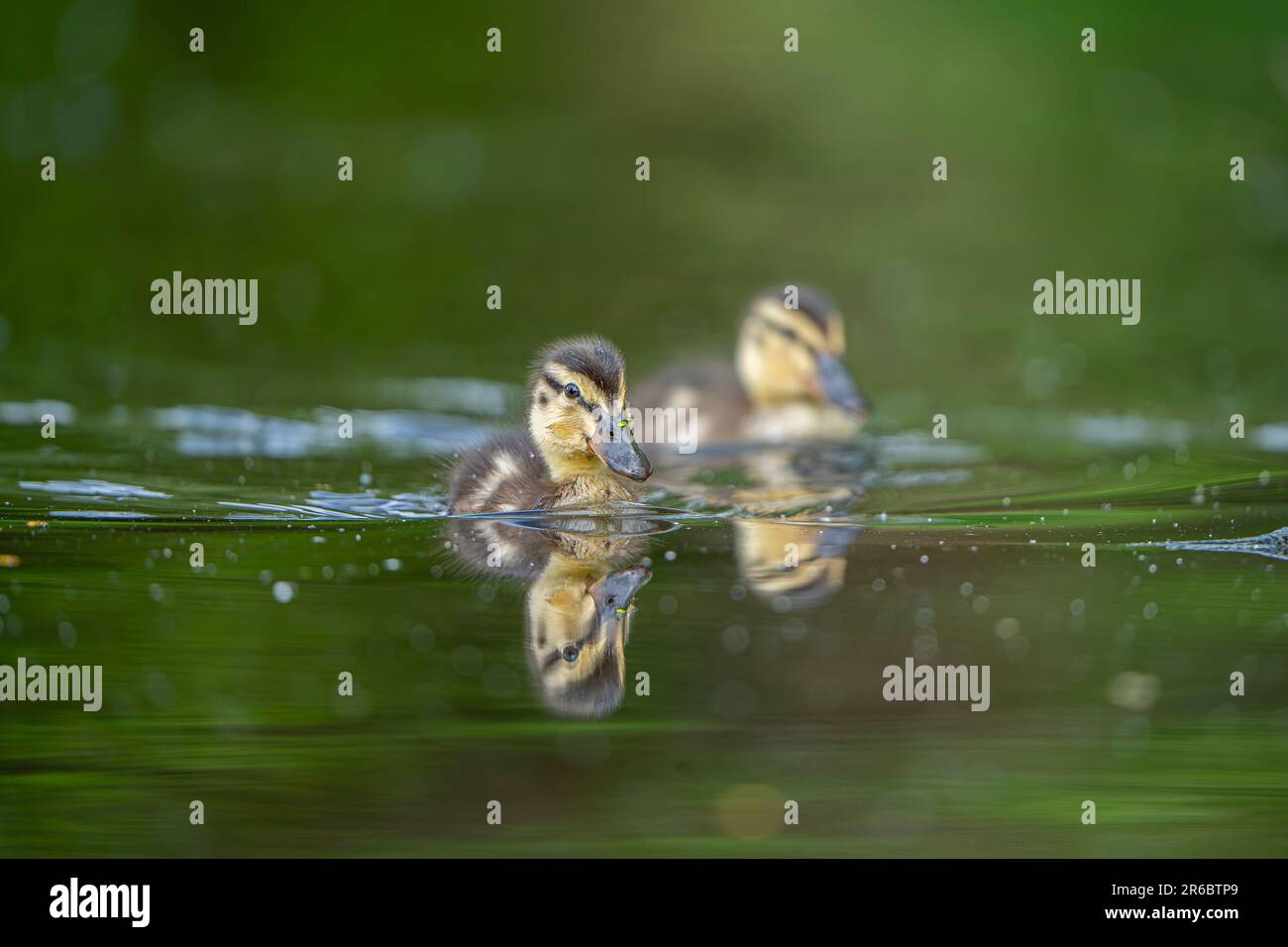 Two mallard ducklings swimming together in water Stock Photo - Alamy