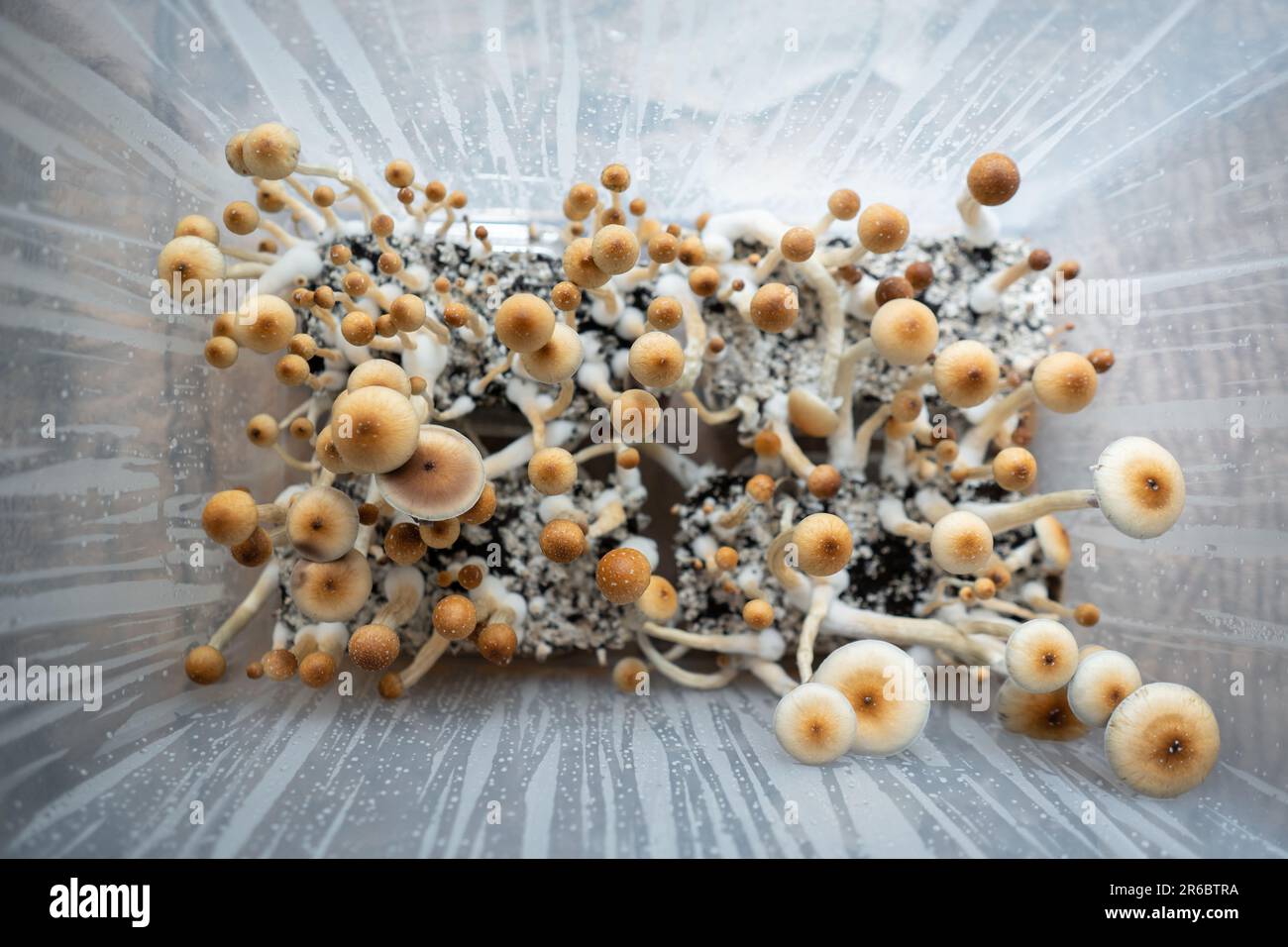Growing mushrooms greenhouse hi-res stock photography and images - Alamy