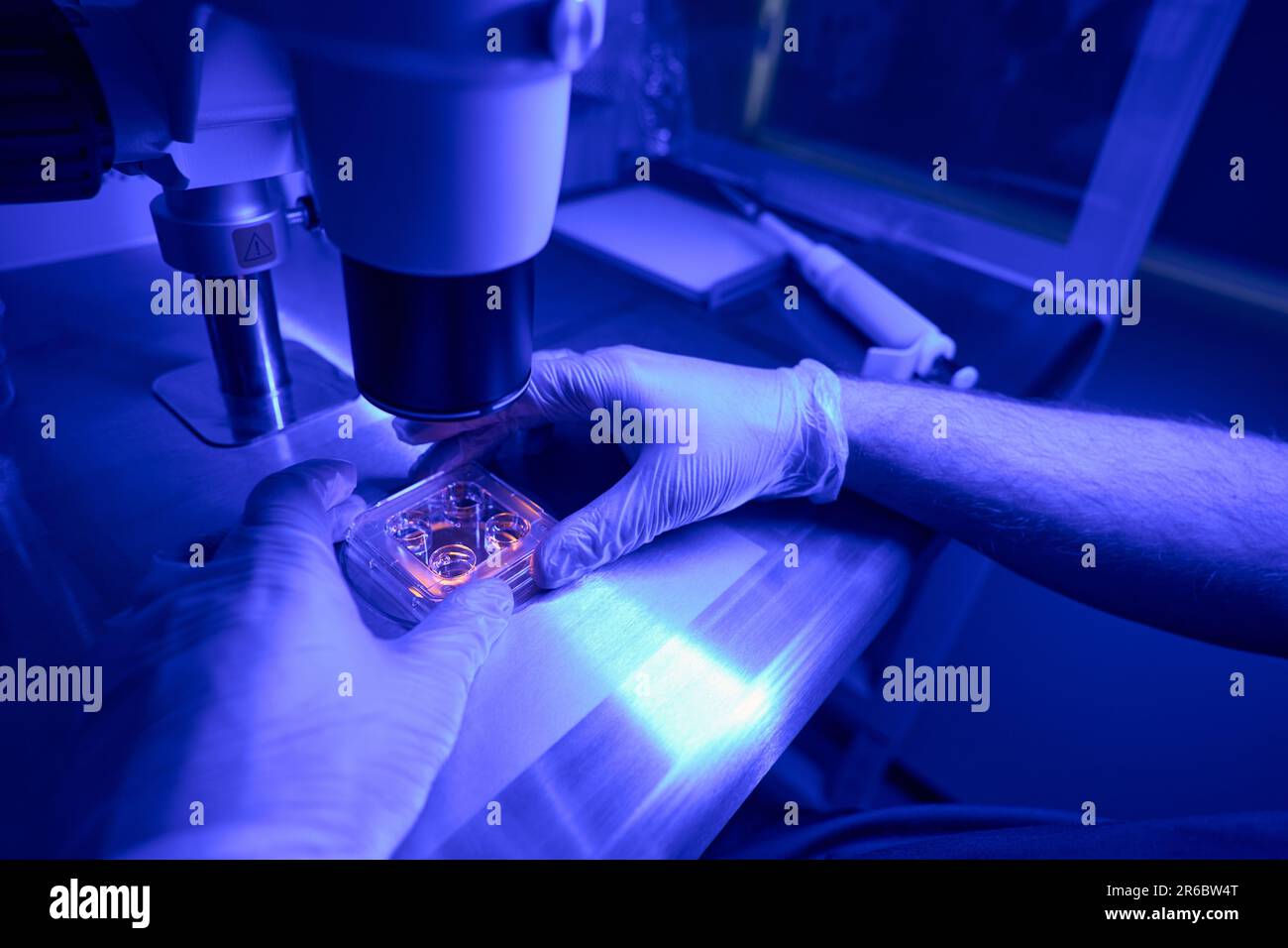 Laboratory worker researching human stem cells in cell culture dish ...