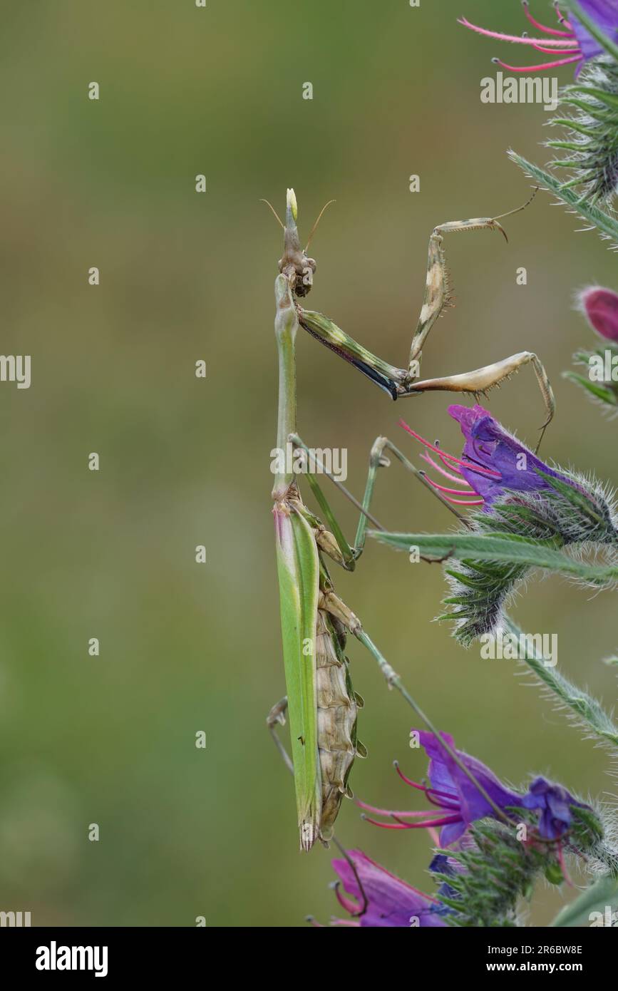Detailed closeup on the Mediterranean cone-headed mantis, Empusa ...