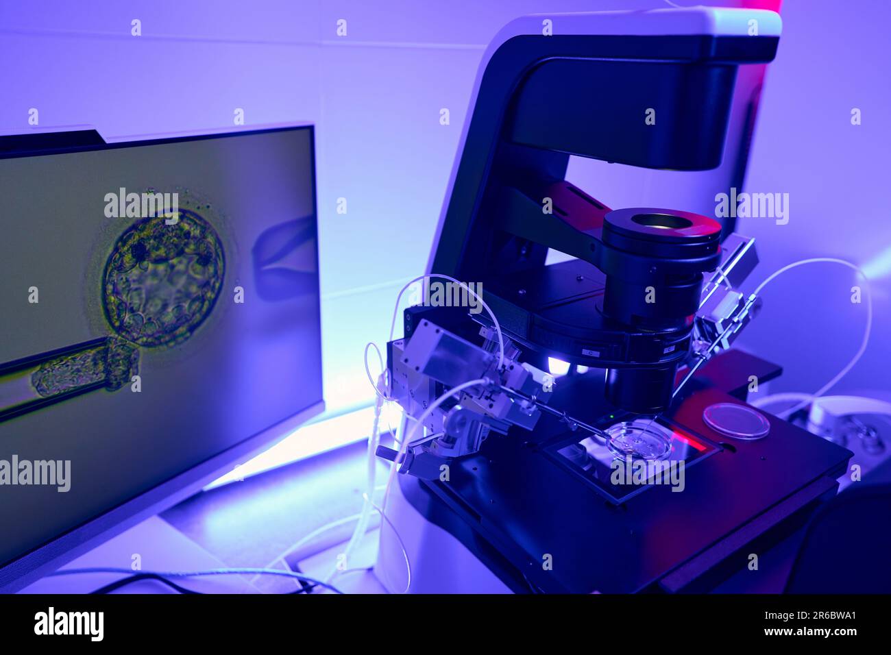 Embryologist using special micromanipulator to inject sperm Stock Photo ...
