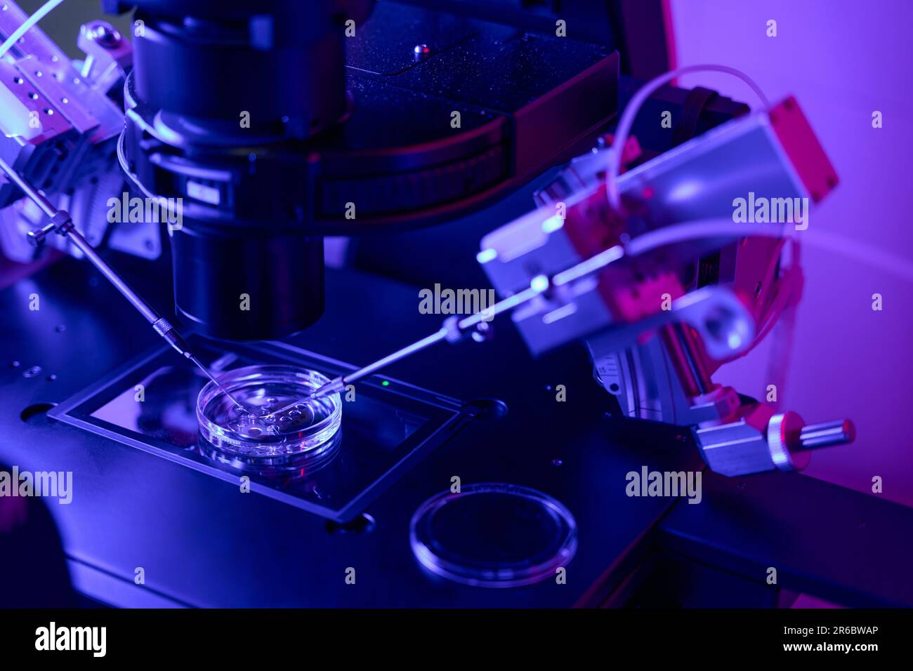 Preimplantation embryo hi-res stock photography and images - Alamy