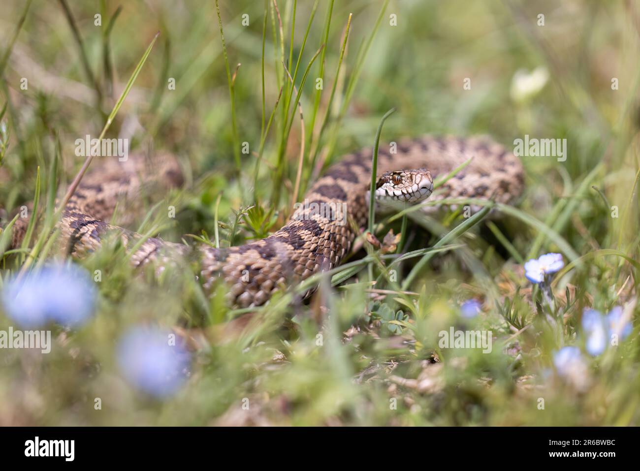 Vipera ursinii with the common name Meadow viper, Italy, Campo ...