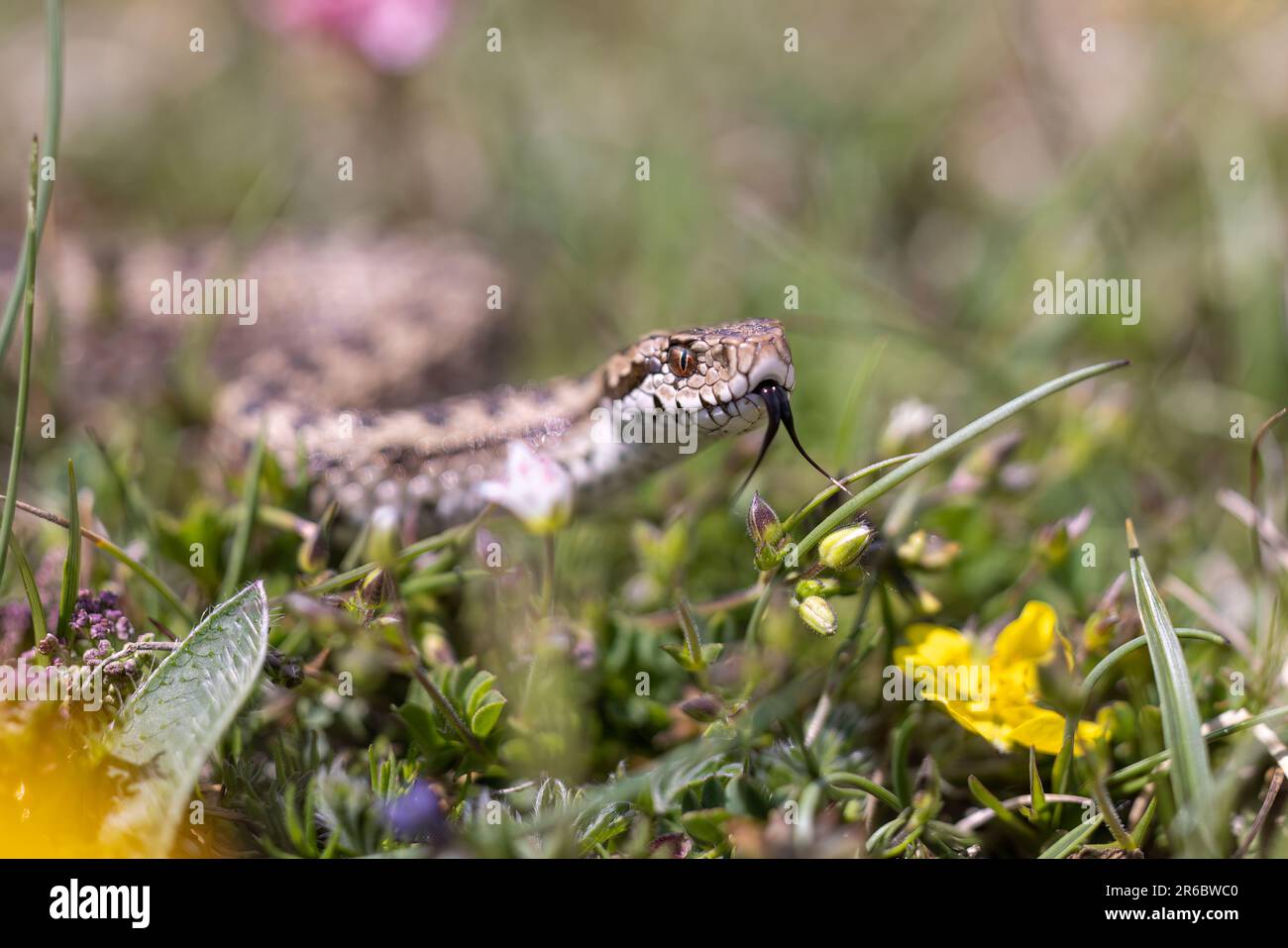 Vipera ursinii with the common name Meadow viper, Italy, Campo ...