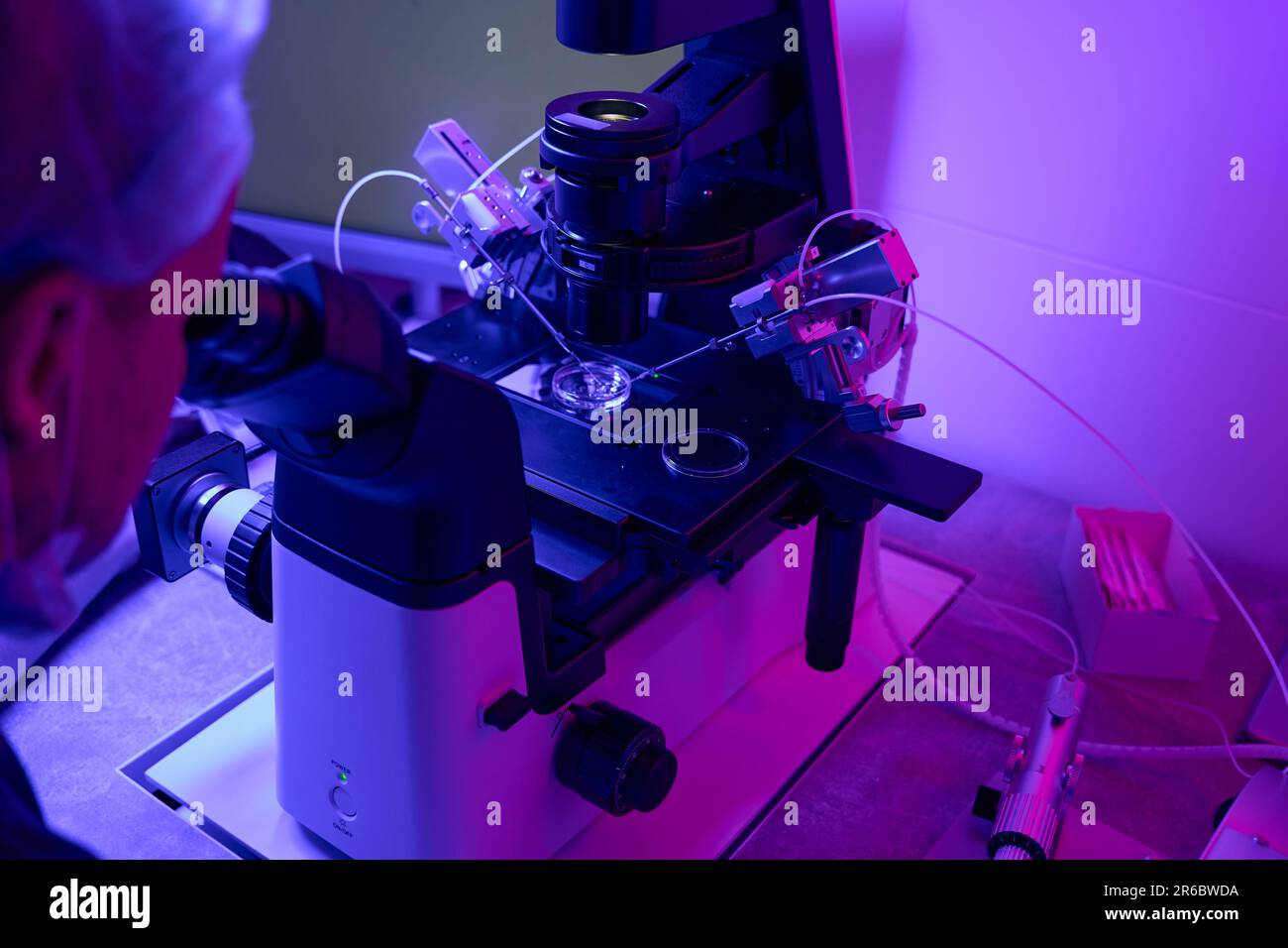 Biolaboratory worker looking at microscope doing cells biopsy Stock ...