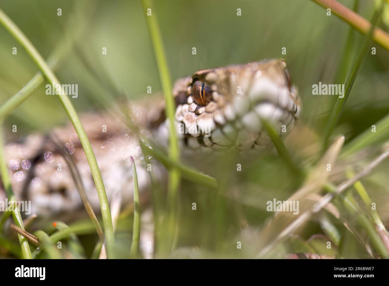 Vipera ursinii with the common name Meadow viper, Italy, Campo ...
