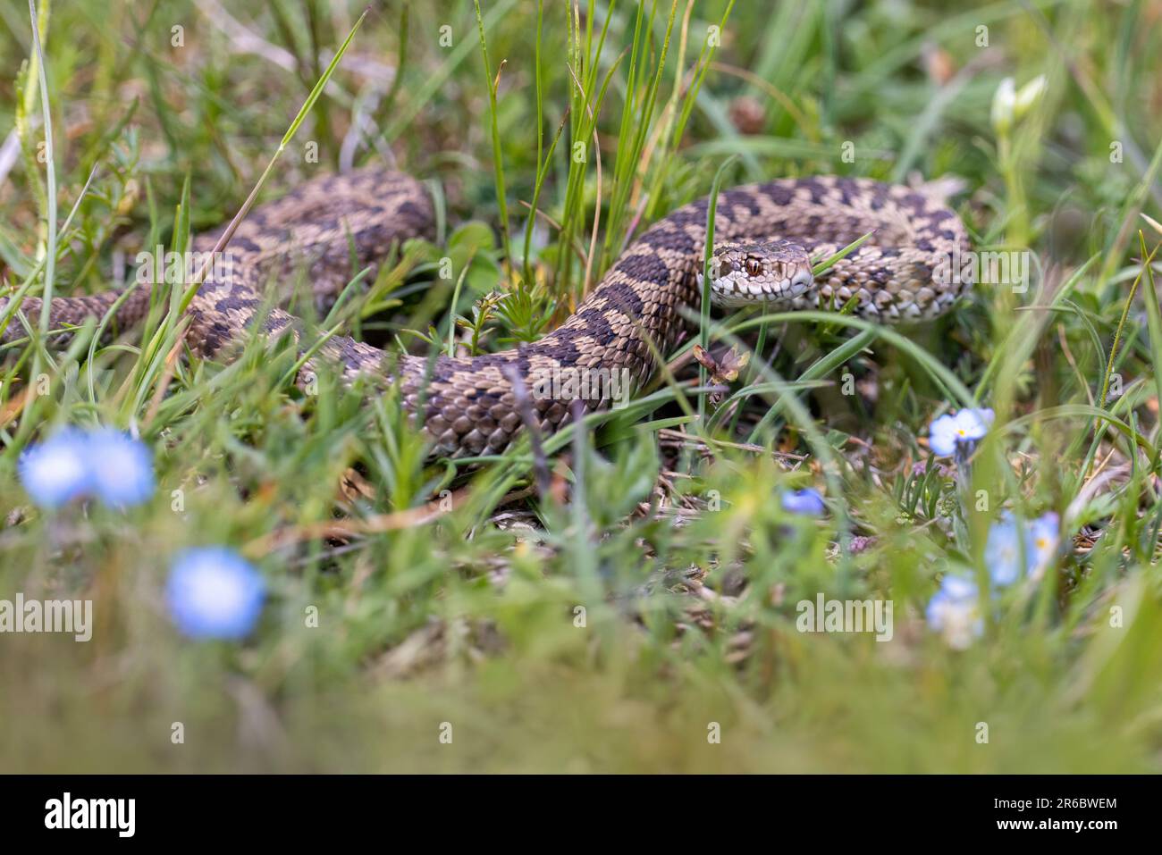 Vipera ursinii with the common name Meadow viper, Italy, Campo ...