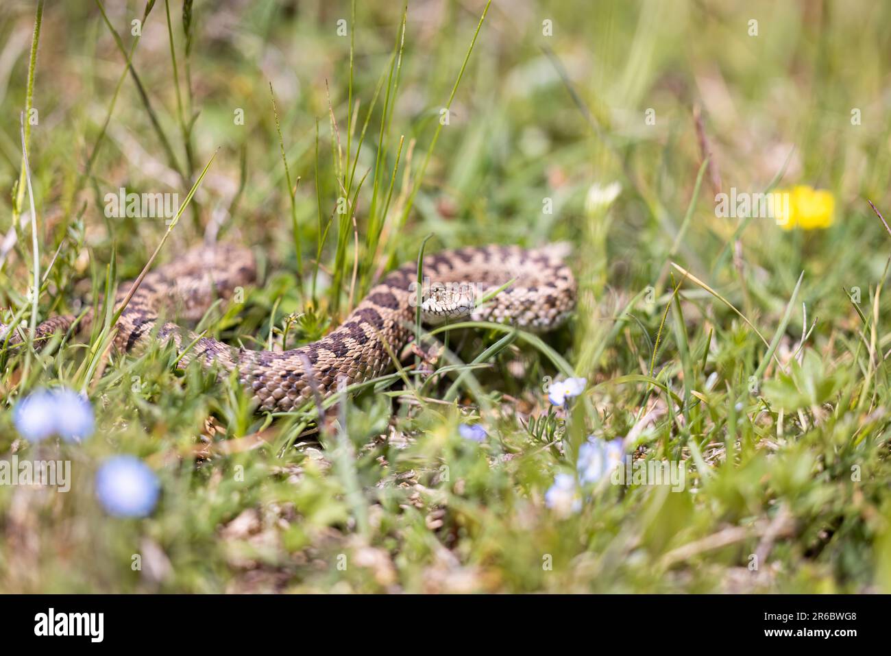 Vipera ursinii with the common name Meadow viper, Italy, Campo ...