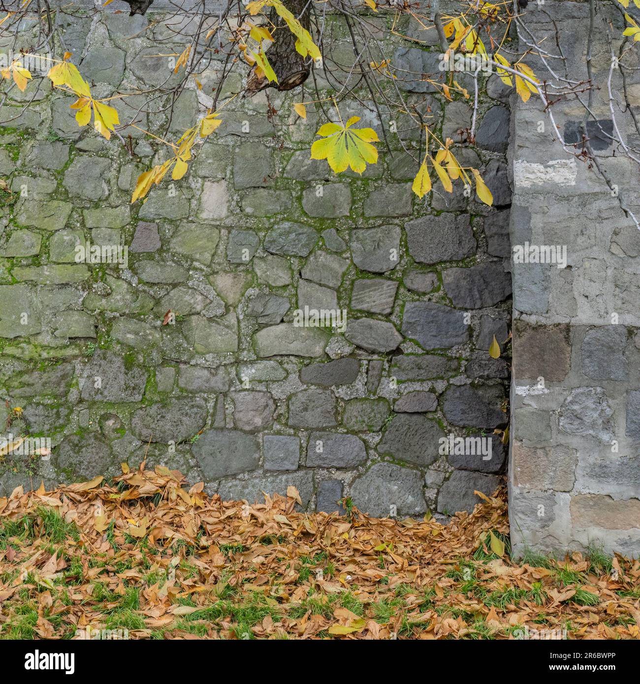 A tree shedding its leaves at autumn, by an old stone wall Stock Photo ...