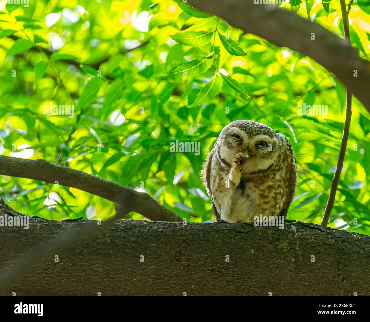 Eye catching species hi-res stock photography and images - Alamy