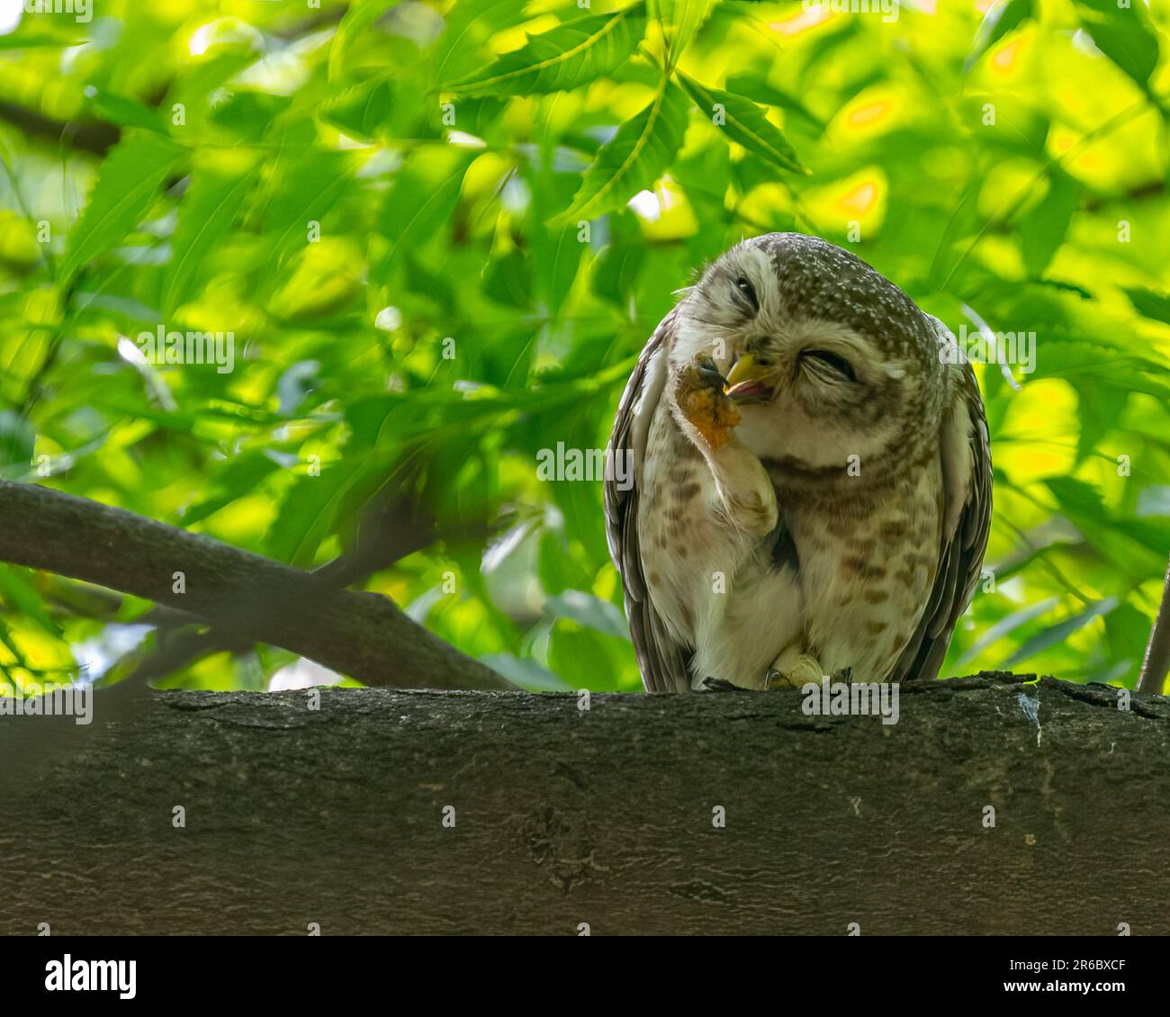 A Spotted owl making face Stock Photo - Alamy
