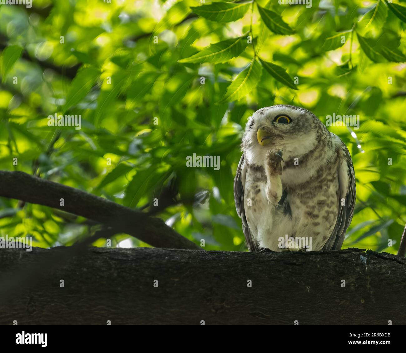 A Spotted Owl in a communication mode Stock Photo - Alamy