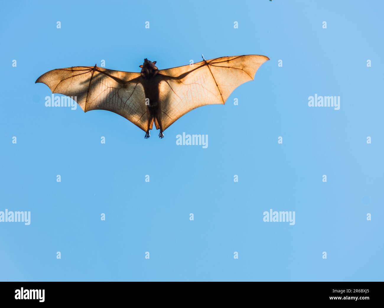 Australian Grey-headed Flying Fox in flight against a blue sky Stock ...