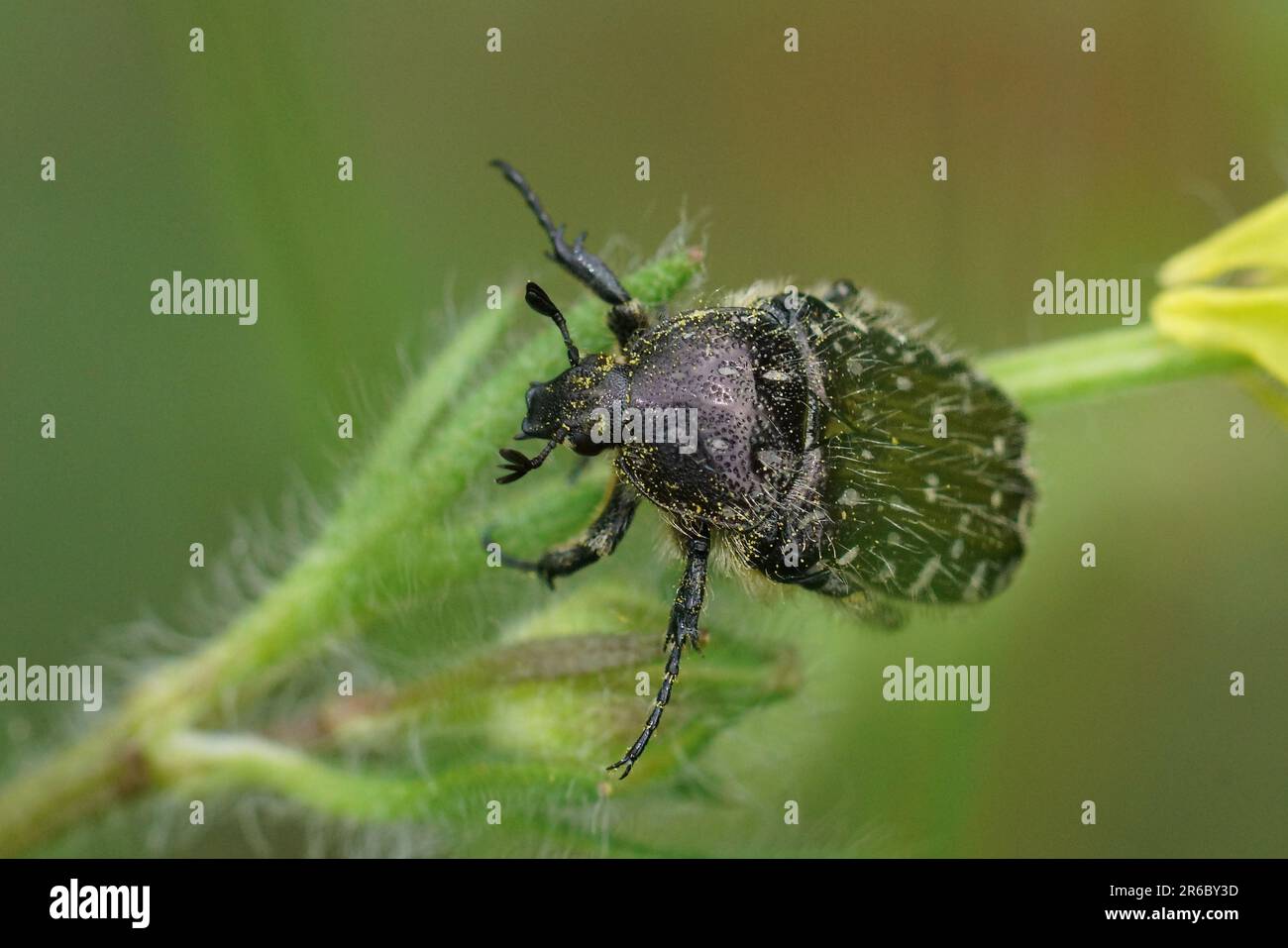 Natural closeup on the Mediterranean Spotted Chafer, Oxythyrea funesta ...