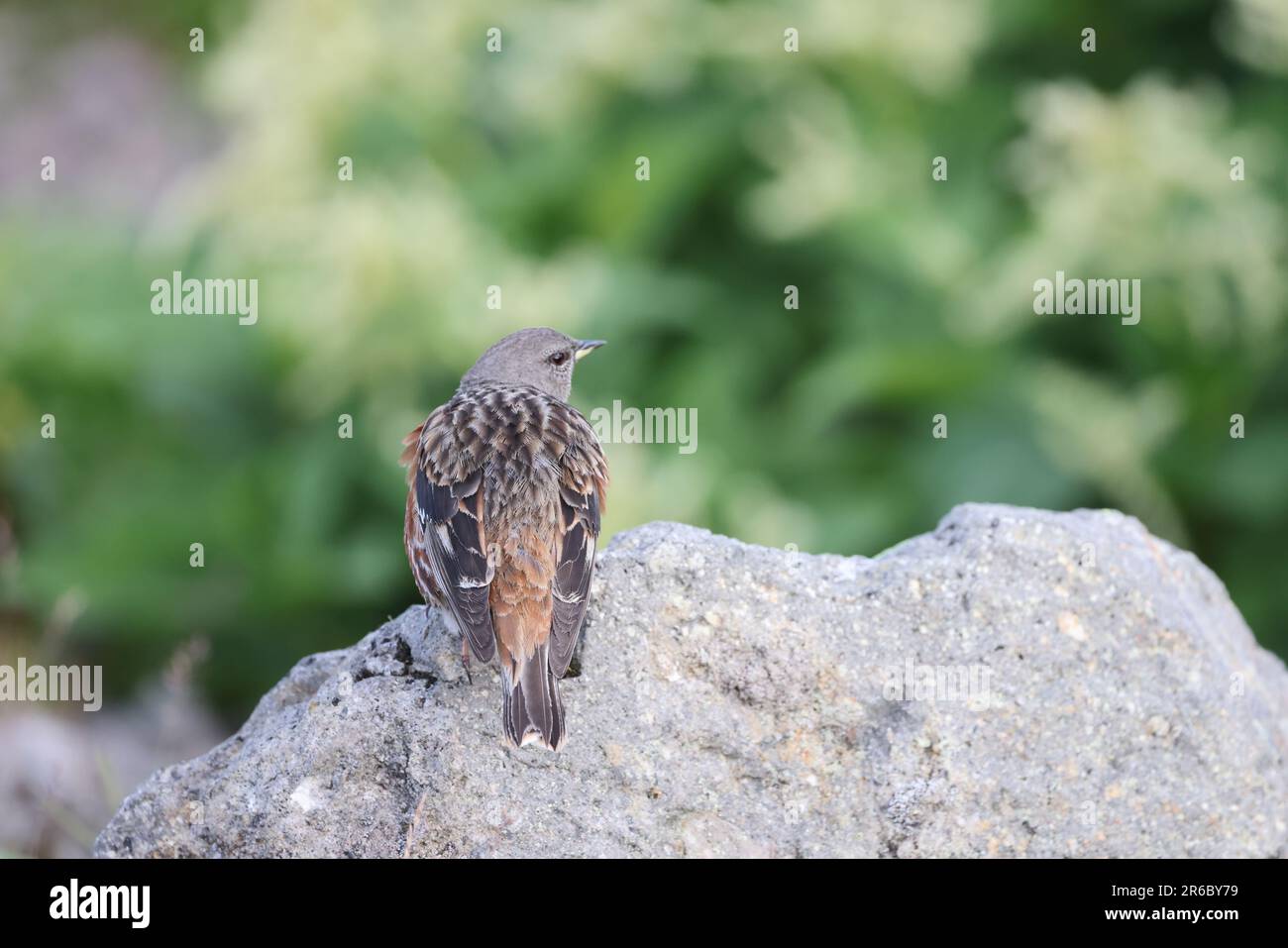 Japanese accentor hi-res stock photography and images - Alamy