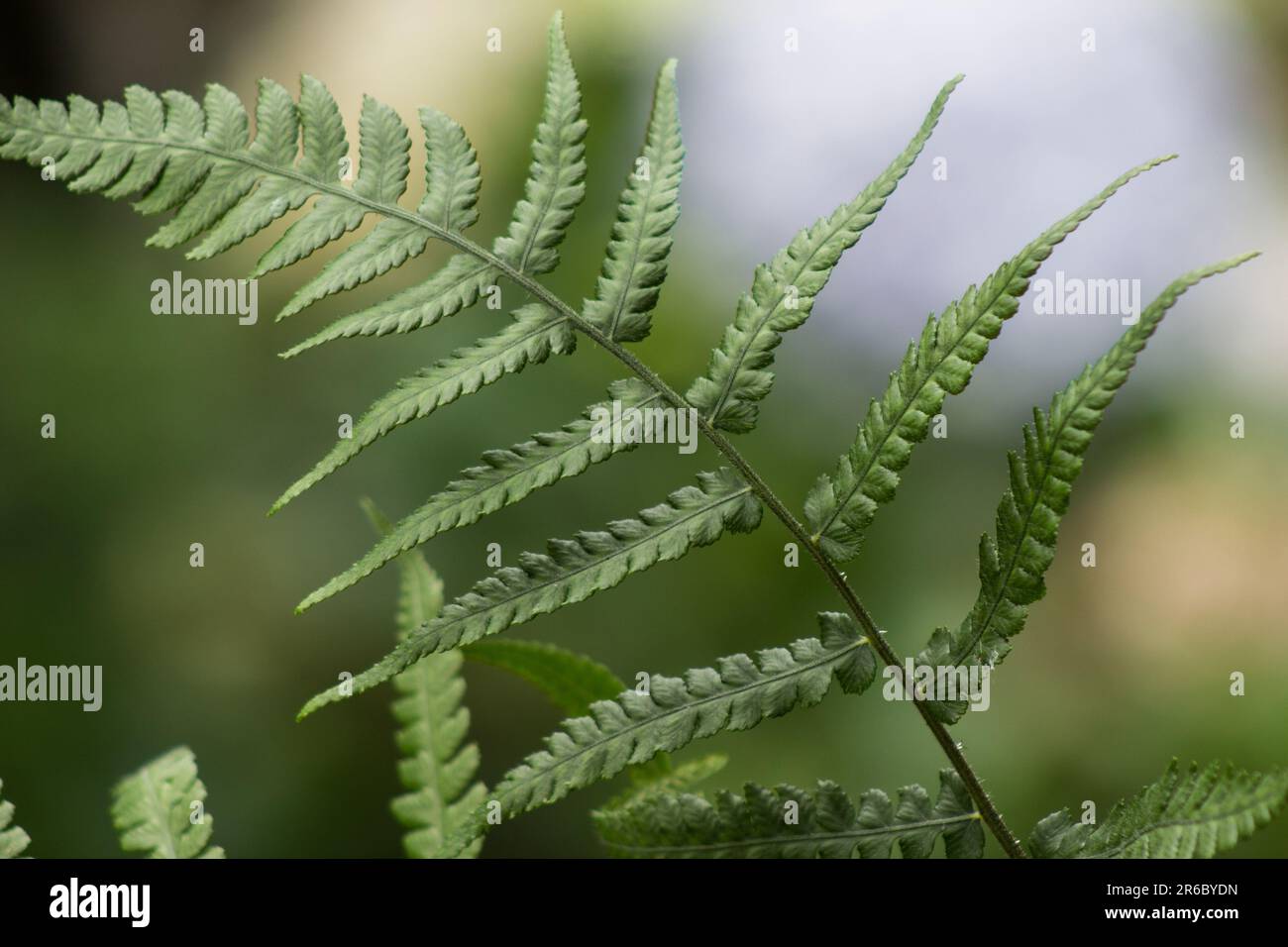 Fern plant frond on natural background Stock Photo - Alamy