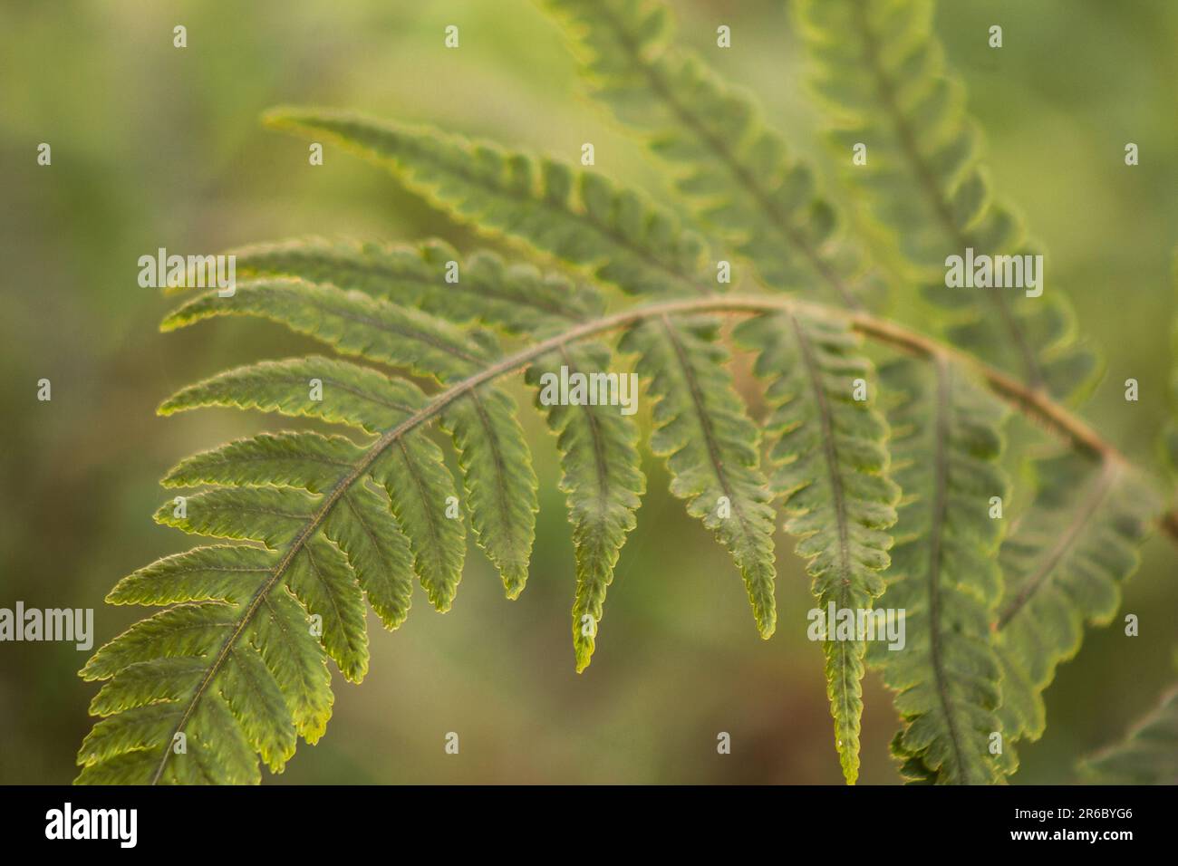 Fern plant frond on natural background Stock Photo - Alamy