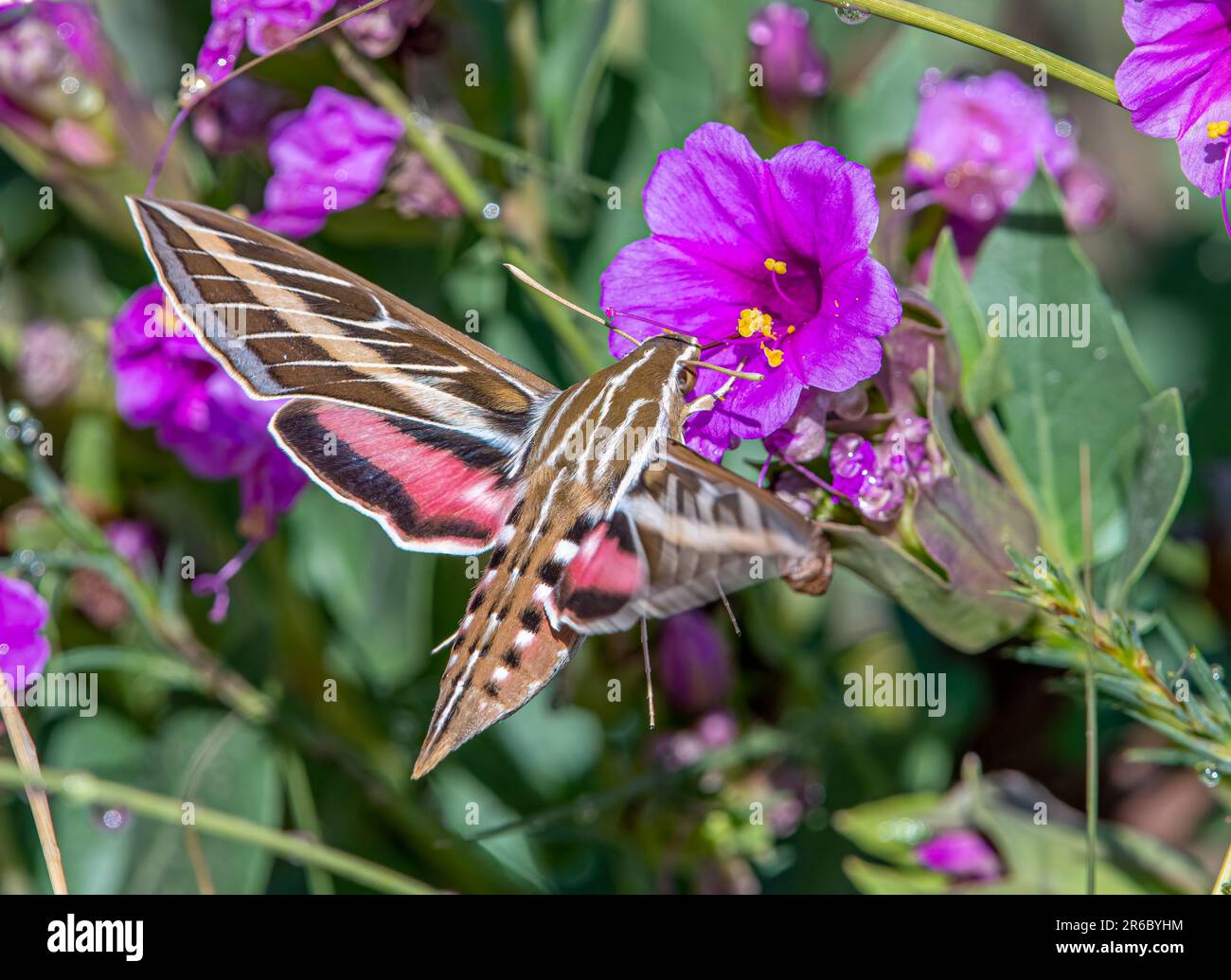 A beautiful and eye catching White-lined Sphinx moth hovering in front ...