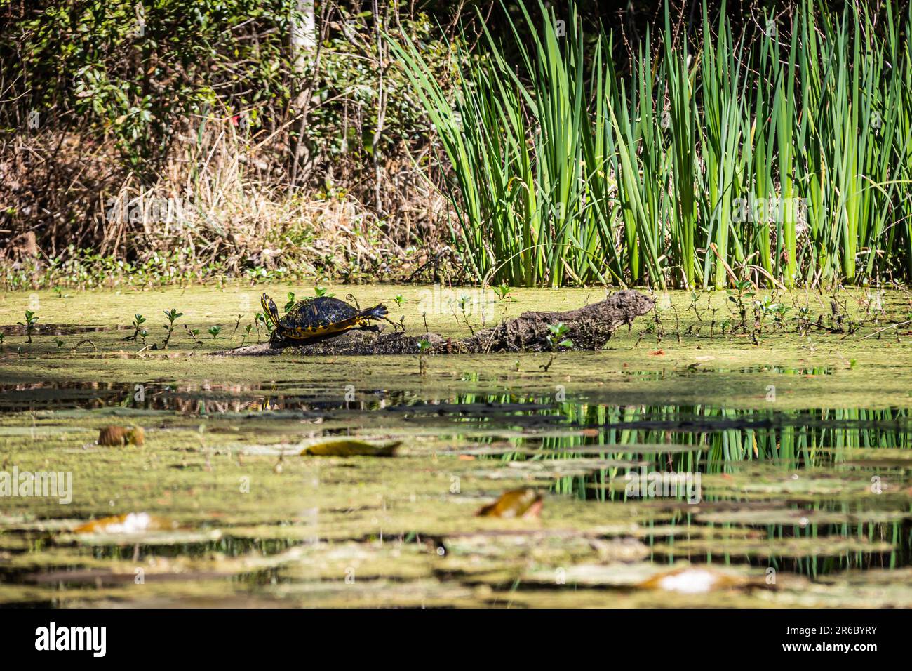 A Yellow Belly Slider Turtle sunning itself on a log in a South Carolina swamp with plants ...