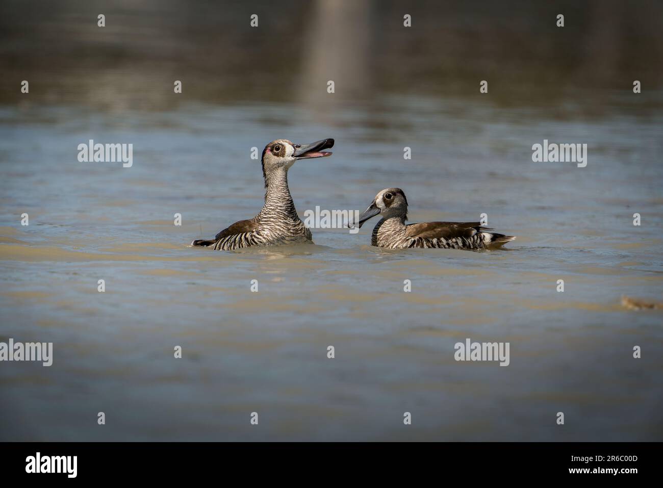 A flock of pink-eared ducks gathering in the wetlands of Queensland ...