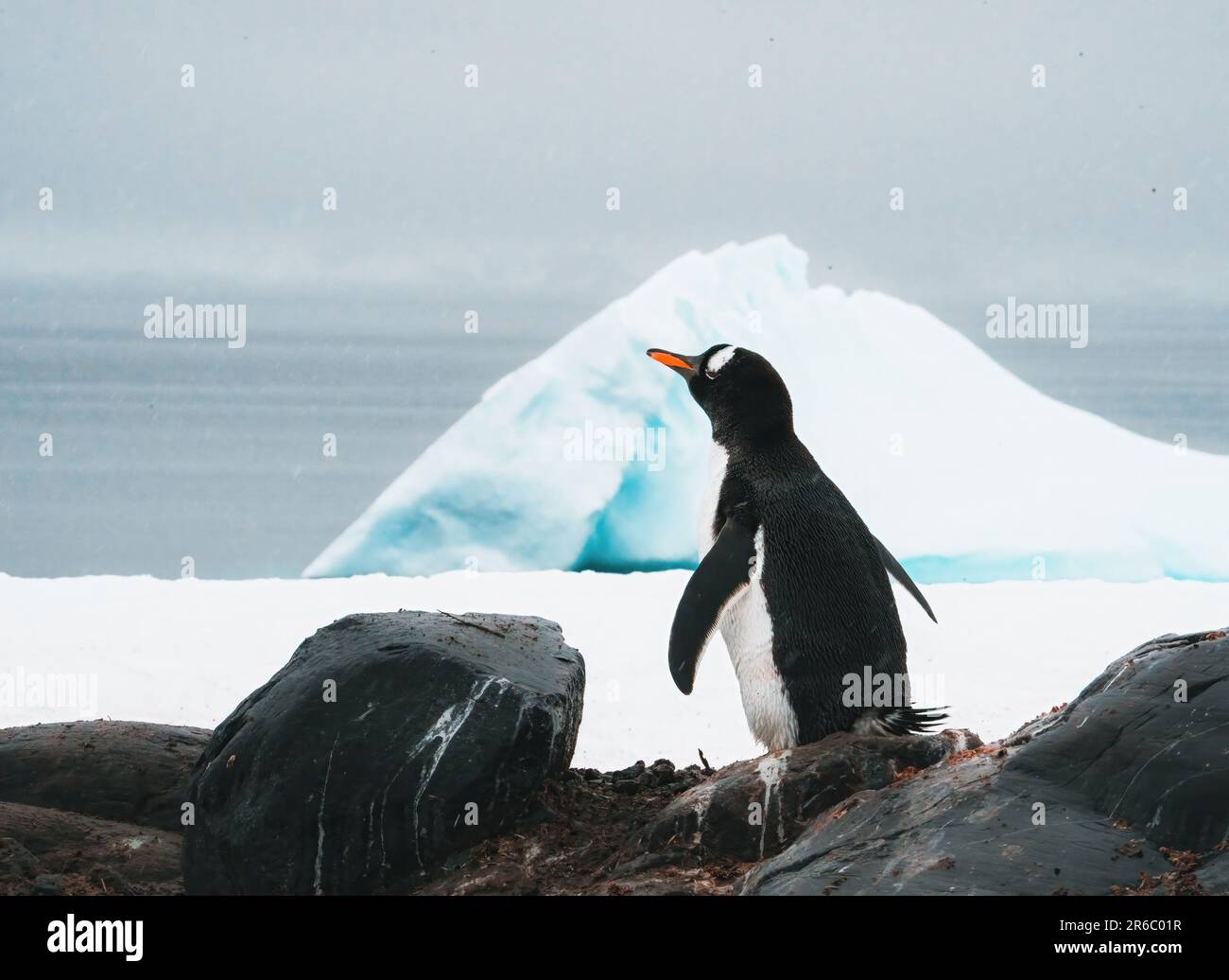 Sociable birds, Gentoo penguins, Pygoscelis Papua on a floating iceberg ...