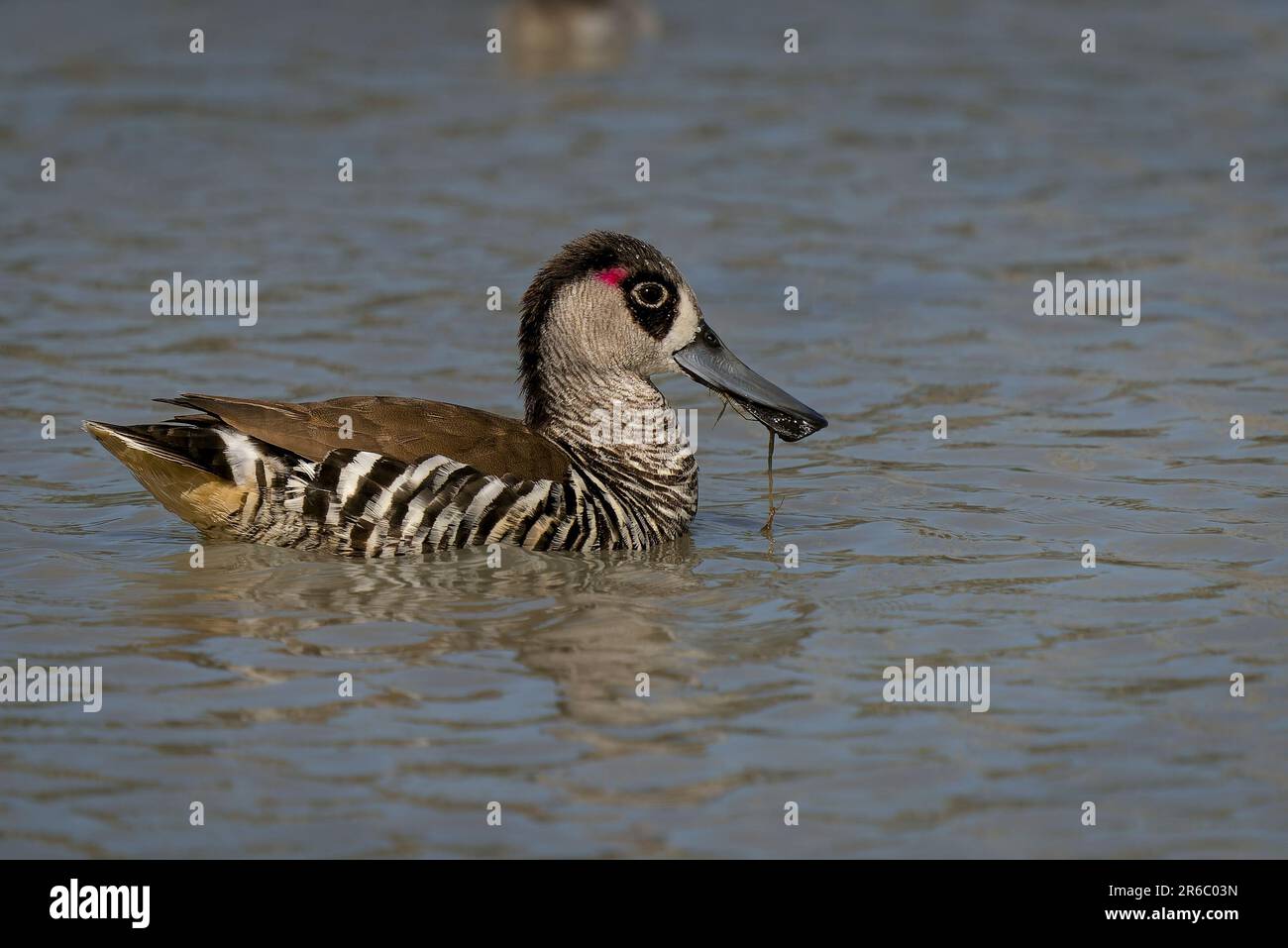 A flock of pink-eared ducks gathering in the wetlands of Queensland ...
