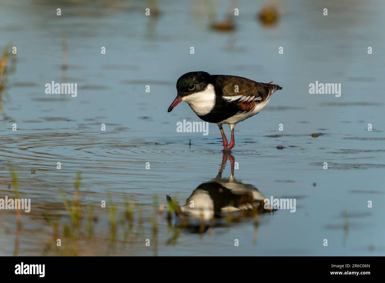 A Red-kneed dotterel standing in shallow water surrounded by grasses in ...